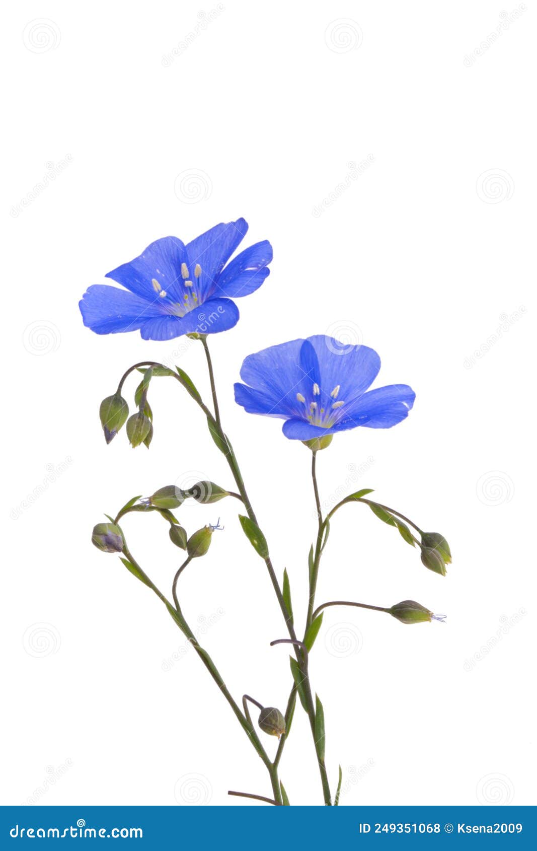 Beautiful Blue Flax Flowers Isolated Stock Photo - Image of flora ...