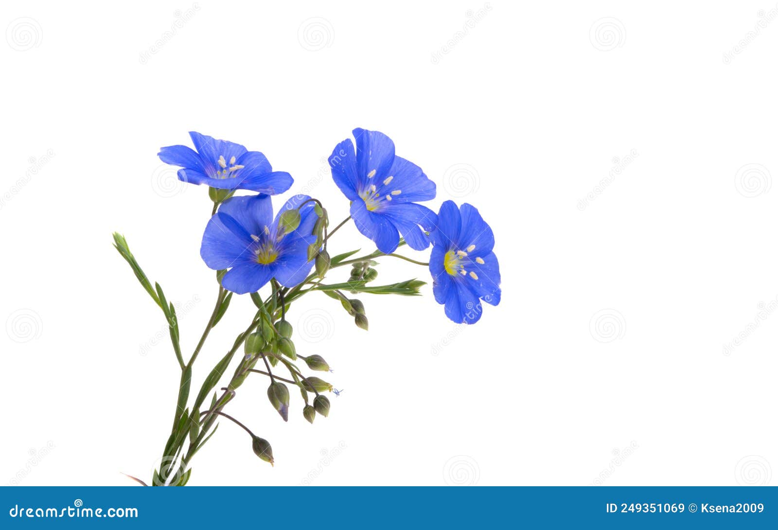 Beautiful Blue Flax Flowers Isolated Stock Image - Image of spring ...