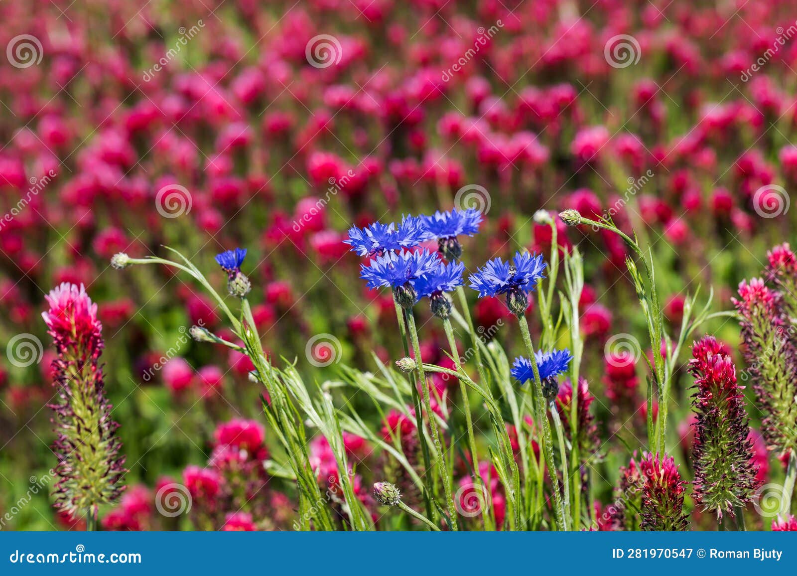 Beautiful Blue Flower Centaurea Cyanus Growing in the Field Stock Image ...