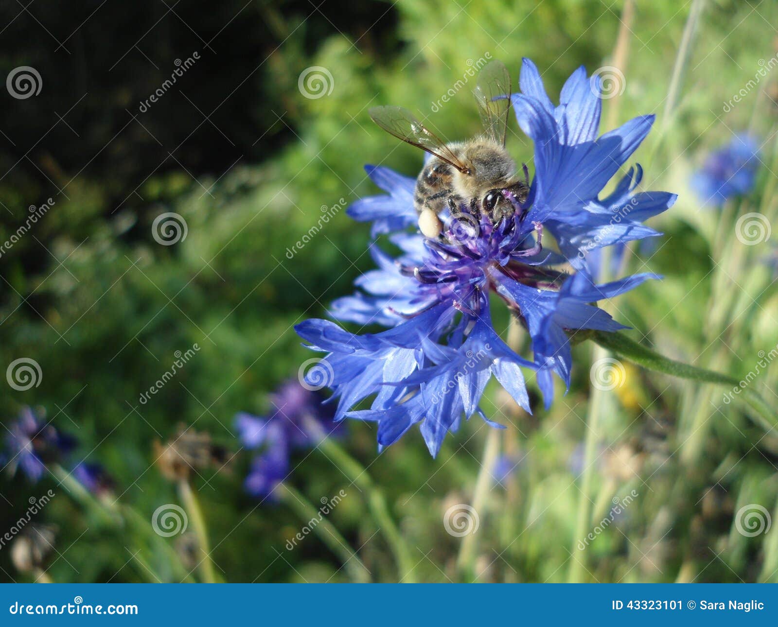 Beautiful Blue Flower and a Honey Bee Stock Image - Image of flowers ...