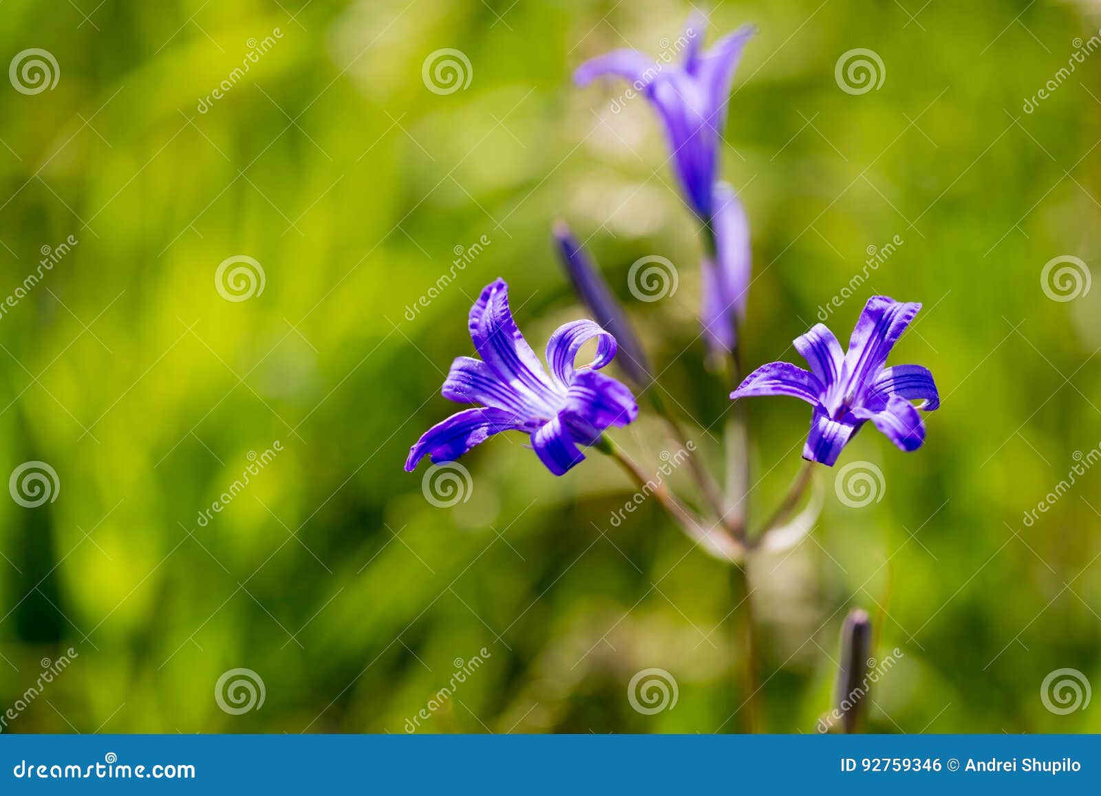 Beautiful Blue Flower on Nature in Spring Stock Photo - Image of beauty ...