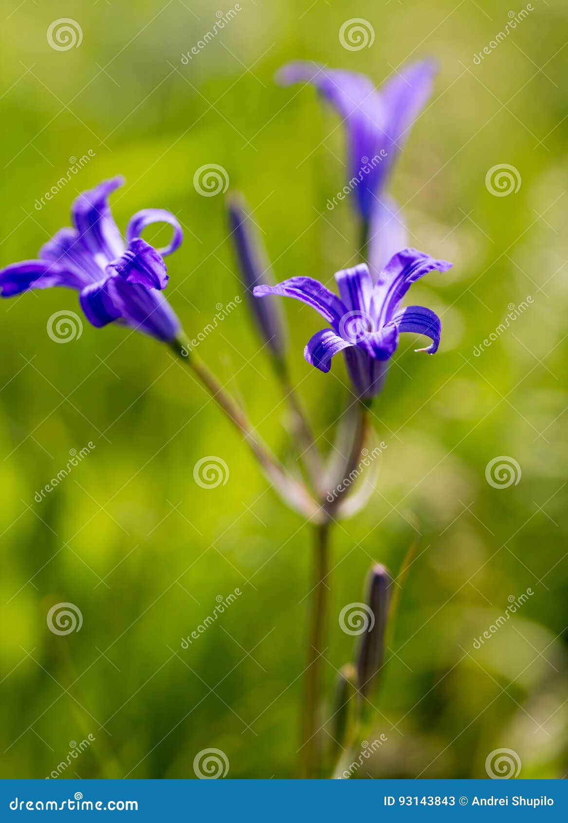 Beautiful Blue Flower on Nature in Spring Stock Image - Image of season ...