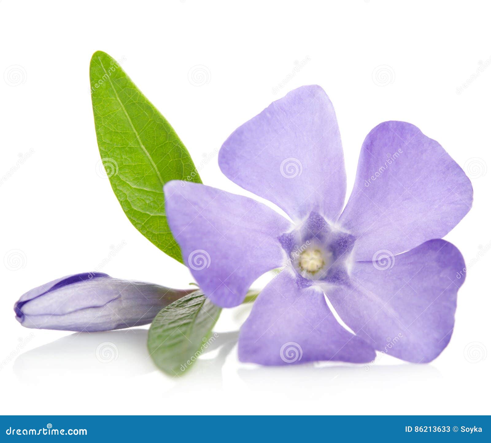Beautiful Blue Flower Periwinkle with Bud Stock Image - Image of bright ...