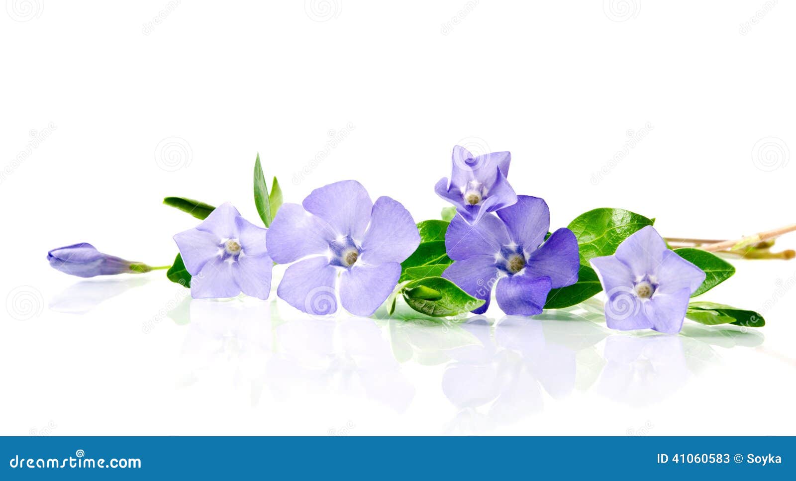Beautiful Blue Flower Periwinkle Stock Image - Image of background ...