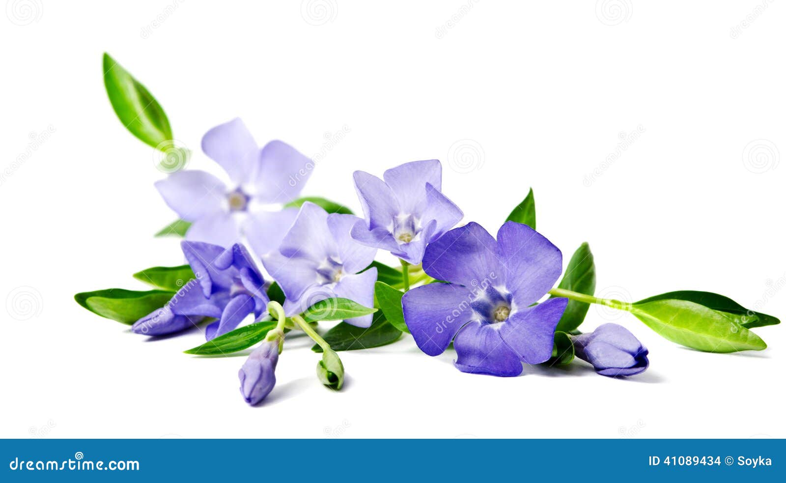 Beautiful Blue Flower Periwinkle Stock Photo - Image of botanical ...