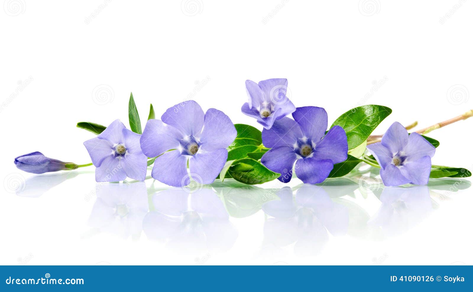 Beautiful Blue Flower Periwinkle Stock Photo - Image of botany, bouquet ...