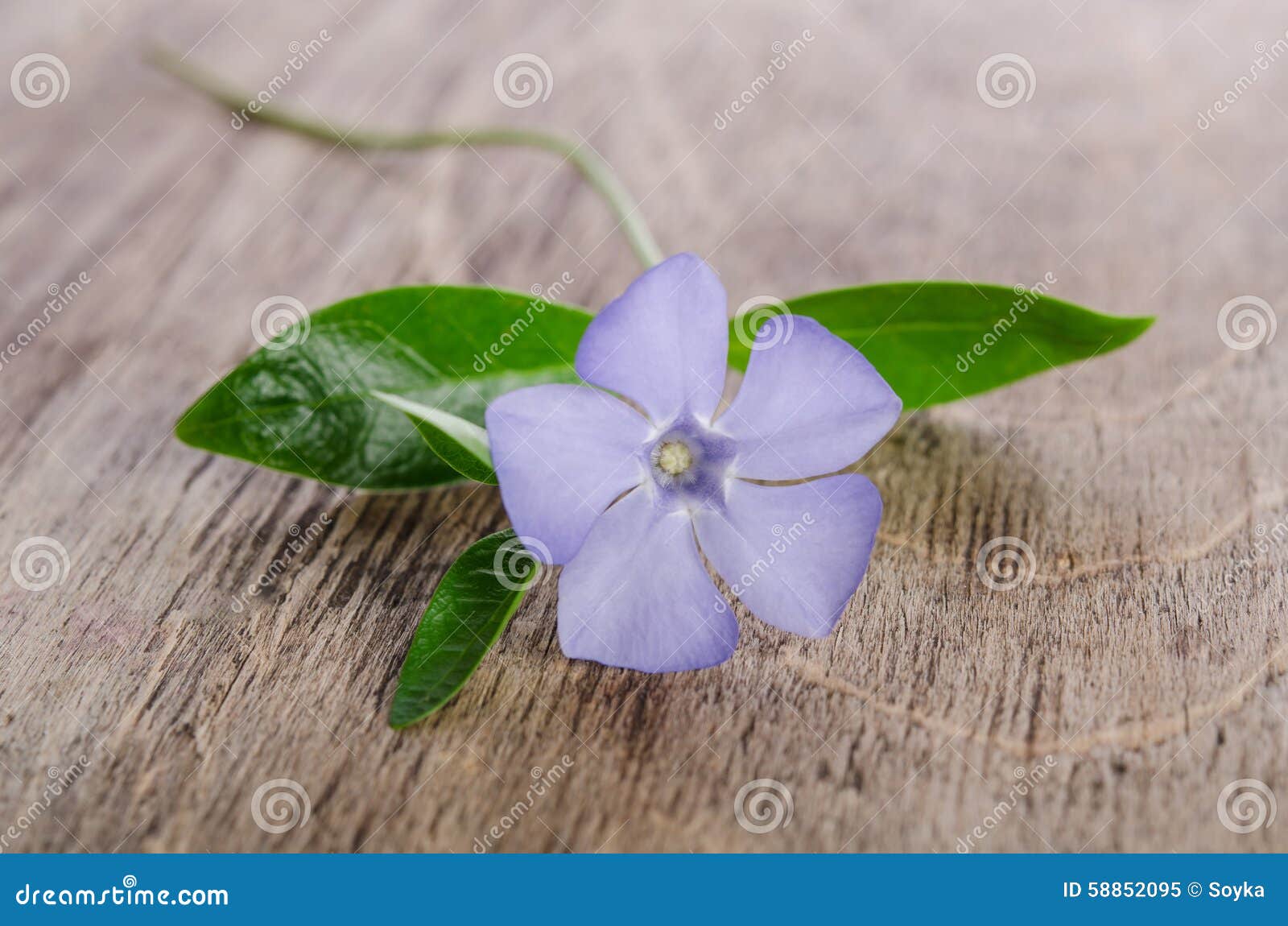 Beautiful Blue Flower Periwinkle Stock Image - Image of inflorescence ...