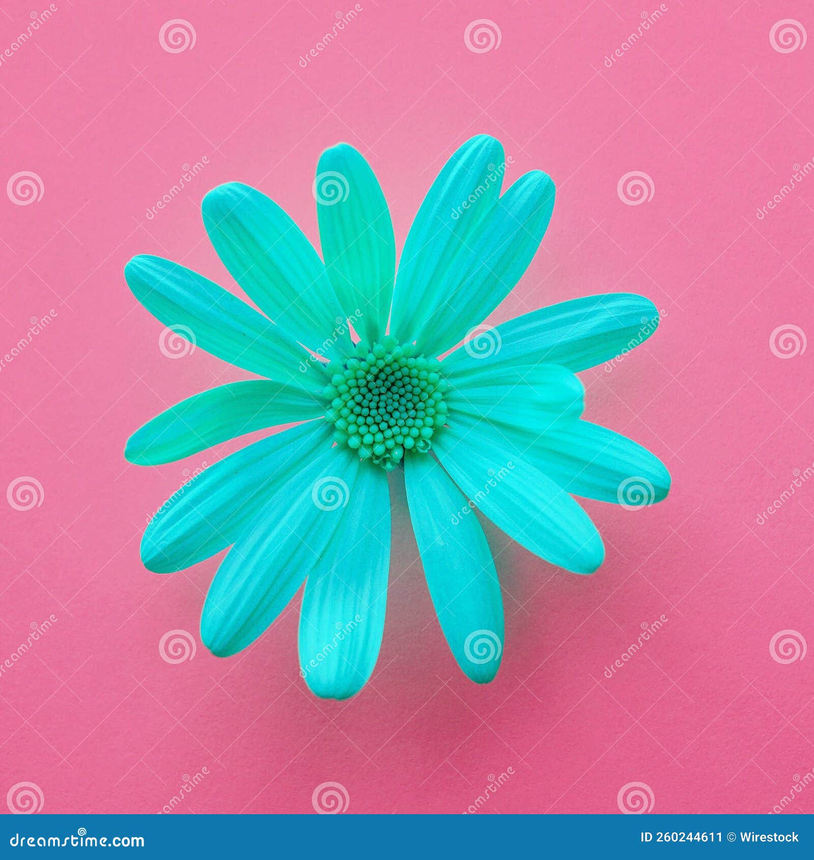 Beautiful Blue Flower on a Pink Background. Stock Image - Image of ...