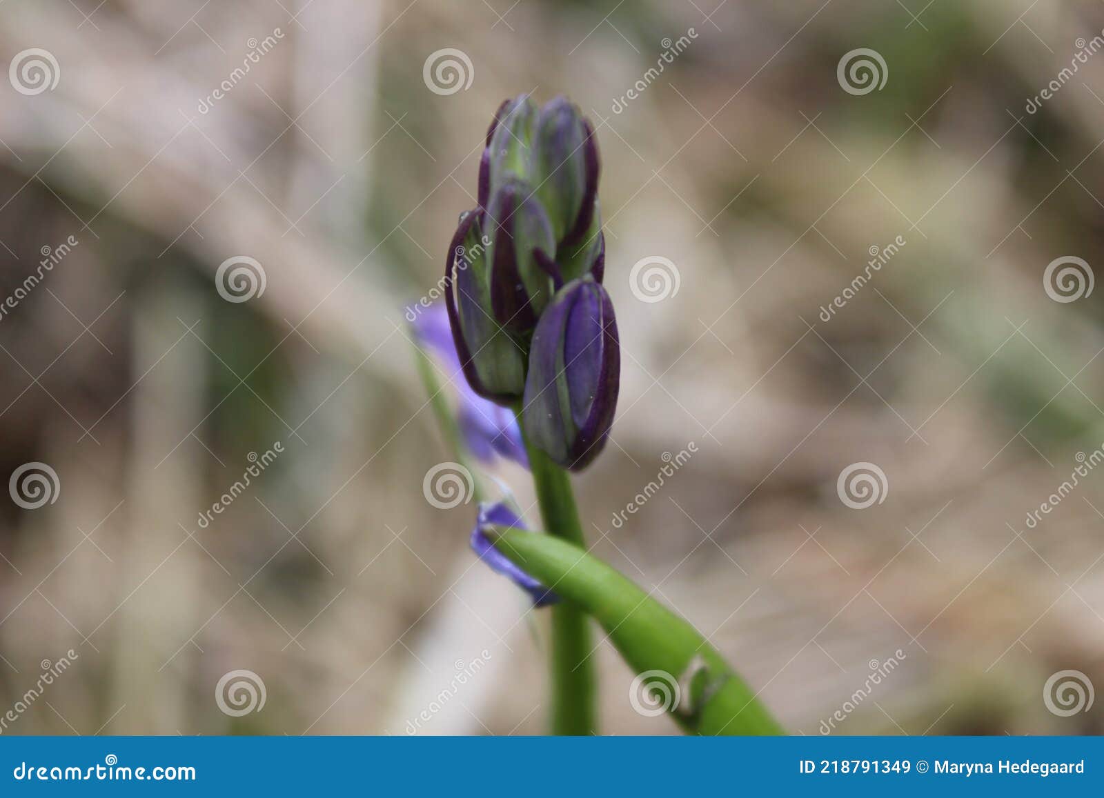 Beautiful Blue Flower in the Spring Stock Image - Image of sunset ...