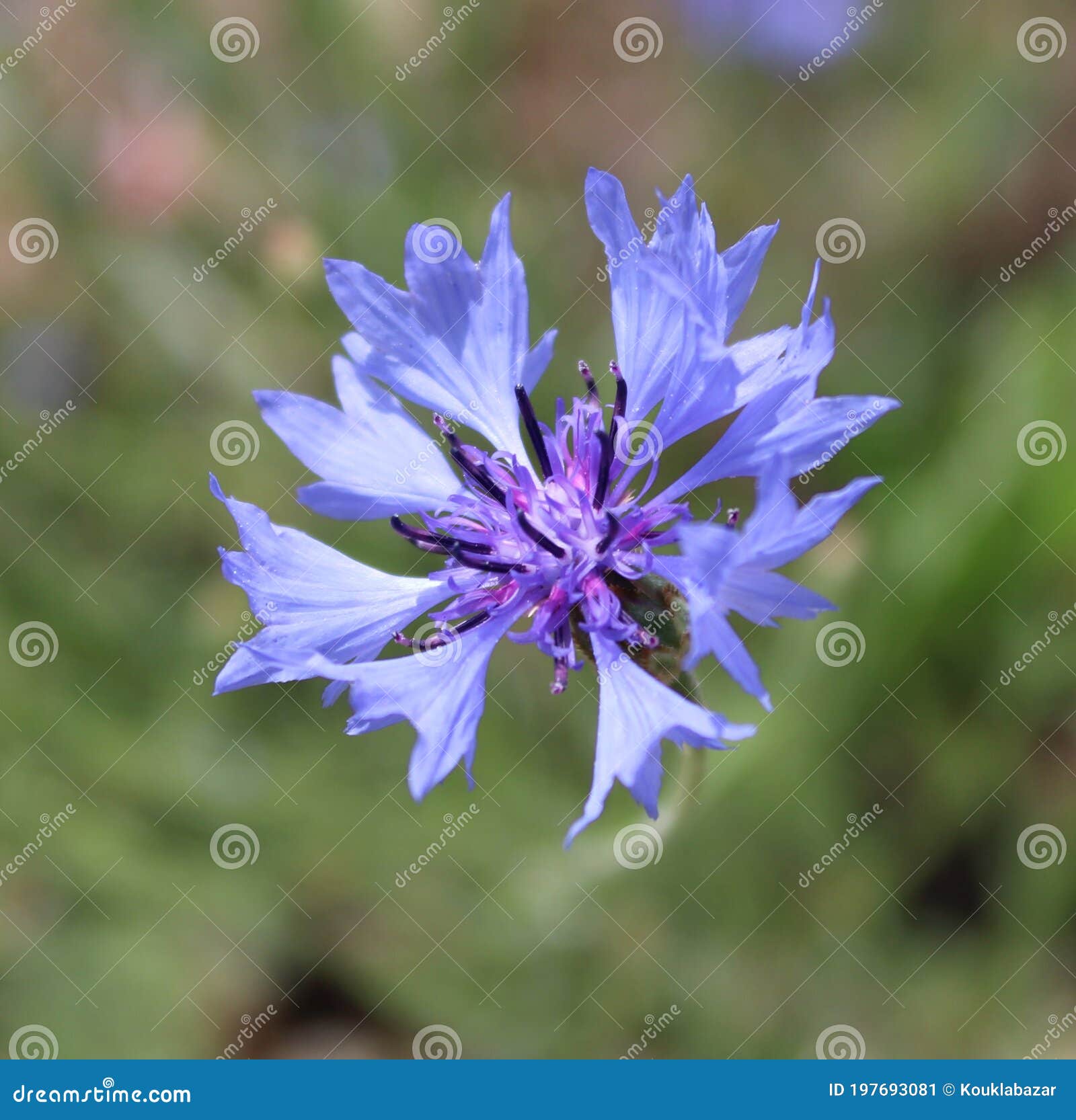 Beautiful Blue Flower at Spring Stock Image - Image of plants, blossoms ...