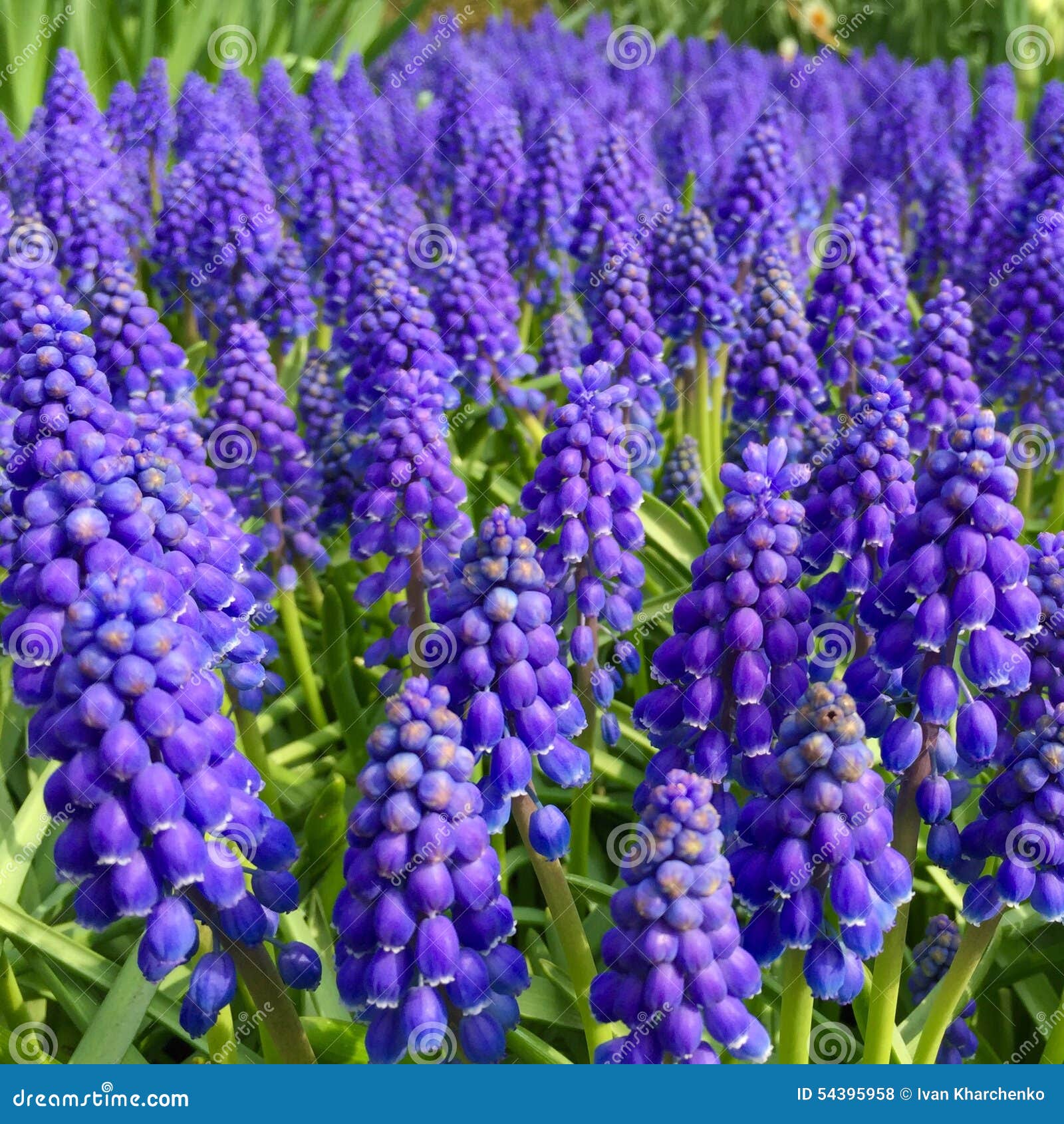 Beautiful blue flowers stock photo. Image of lipstik - 54395958