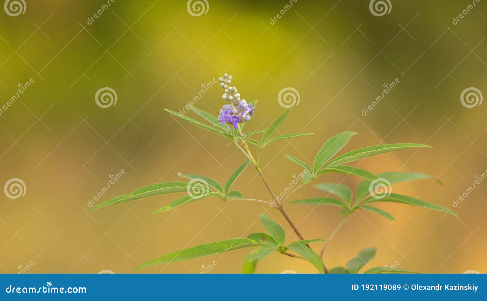 Beautiful Blue Flowers on a Branch, Blurred Background Stock Image ...