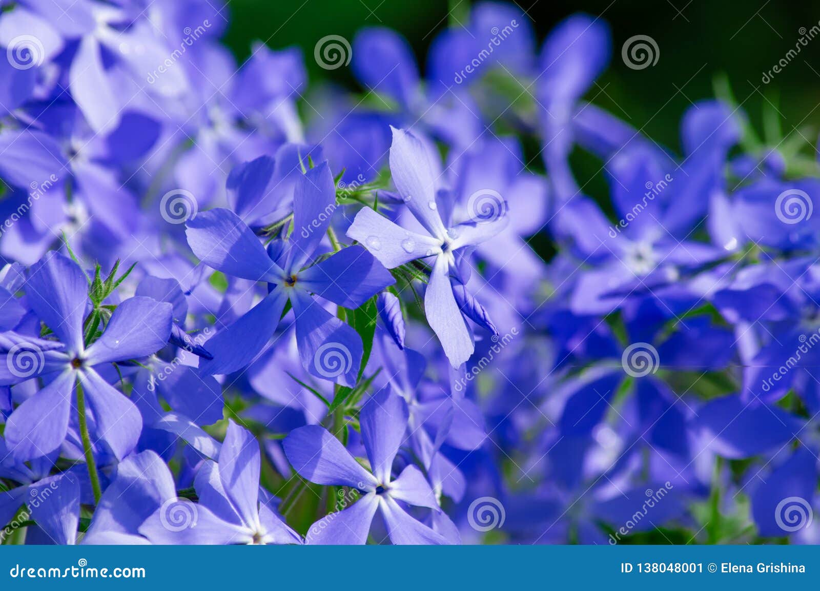 Beautiful Blue Flowers, Close-up. Background of Blue Spring Flowers ...