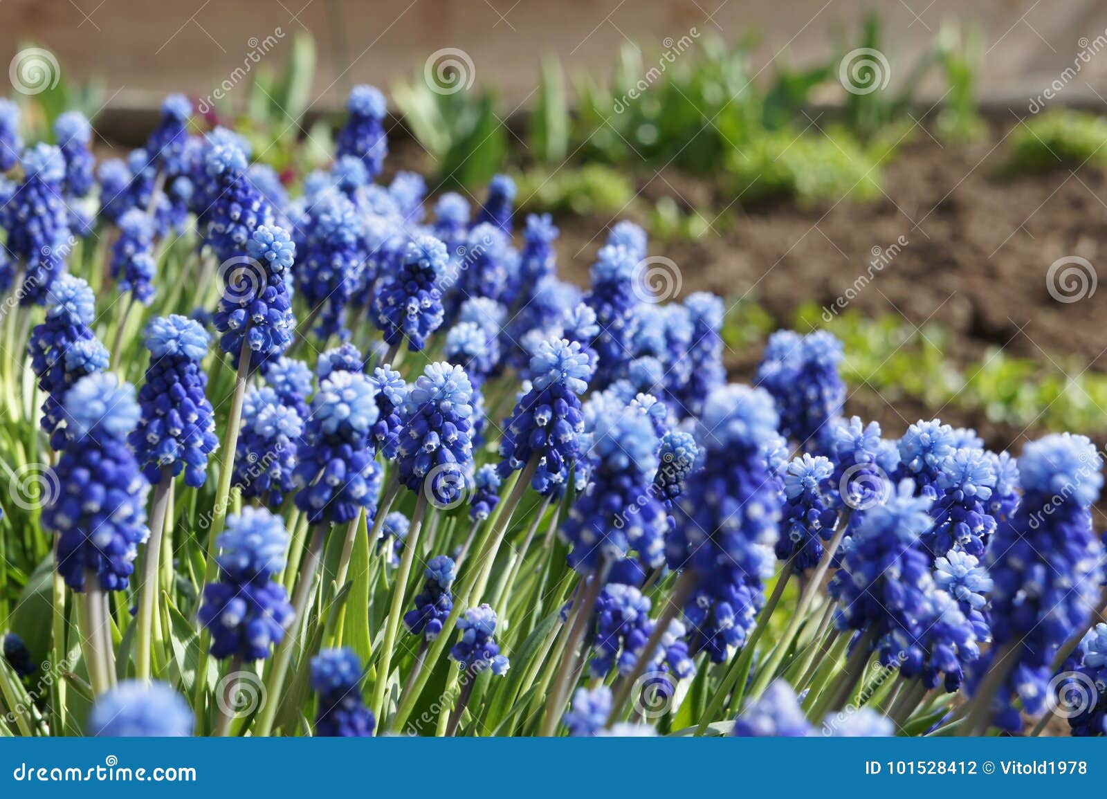 Beautiful Blue Flowers in Early Spring. Stock Photo - Image of petals ...