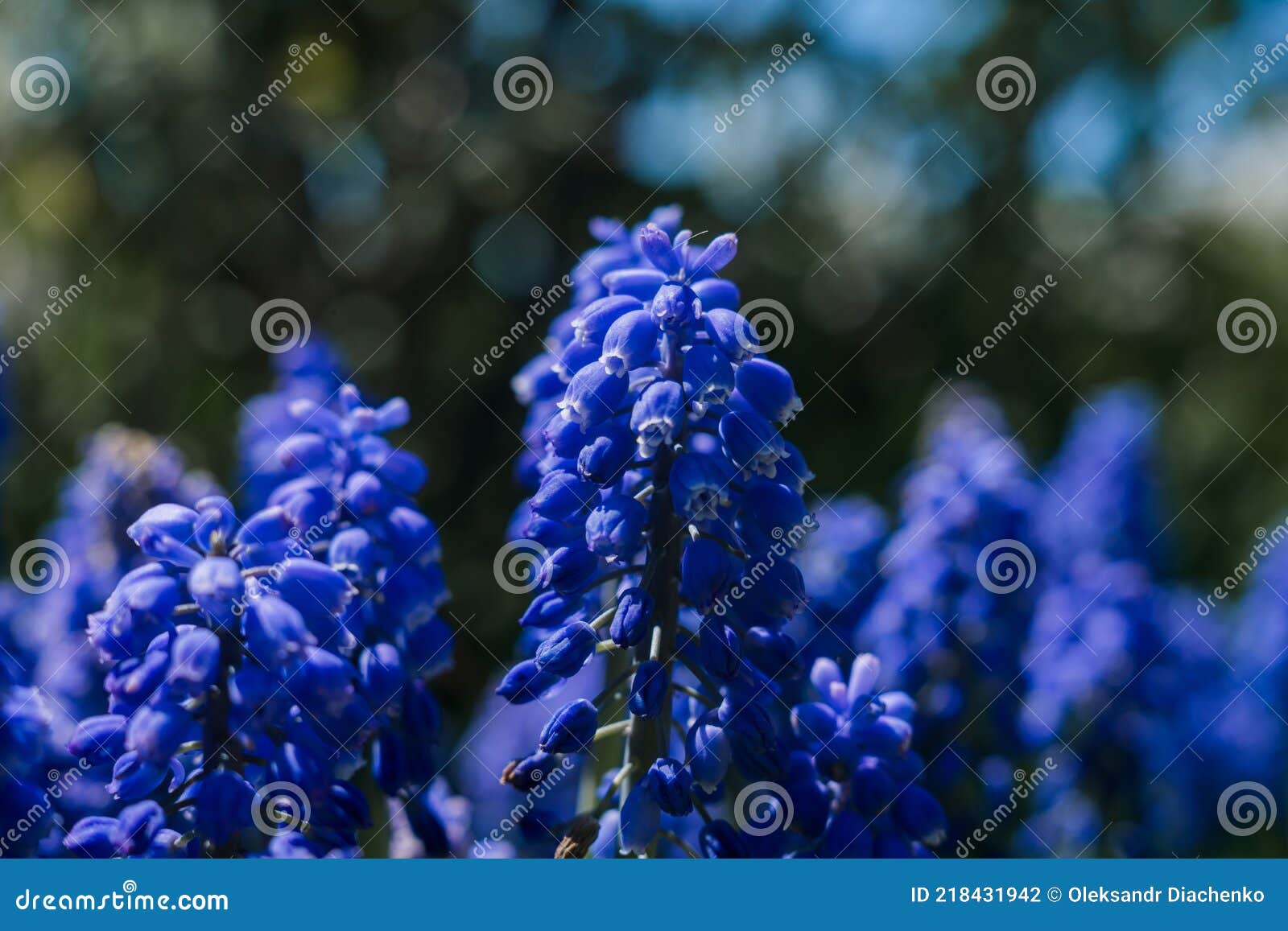 Beautiful Blue Flowers in the Garden on a Branch Stock Photo - Image of ...