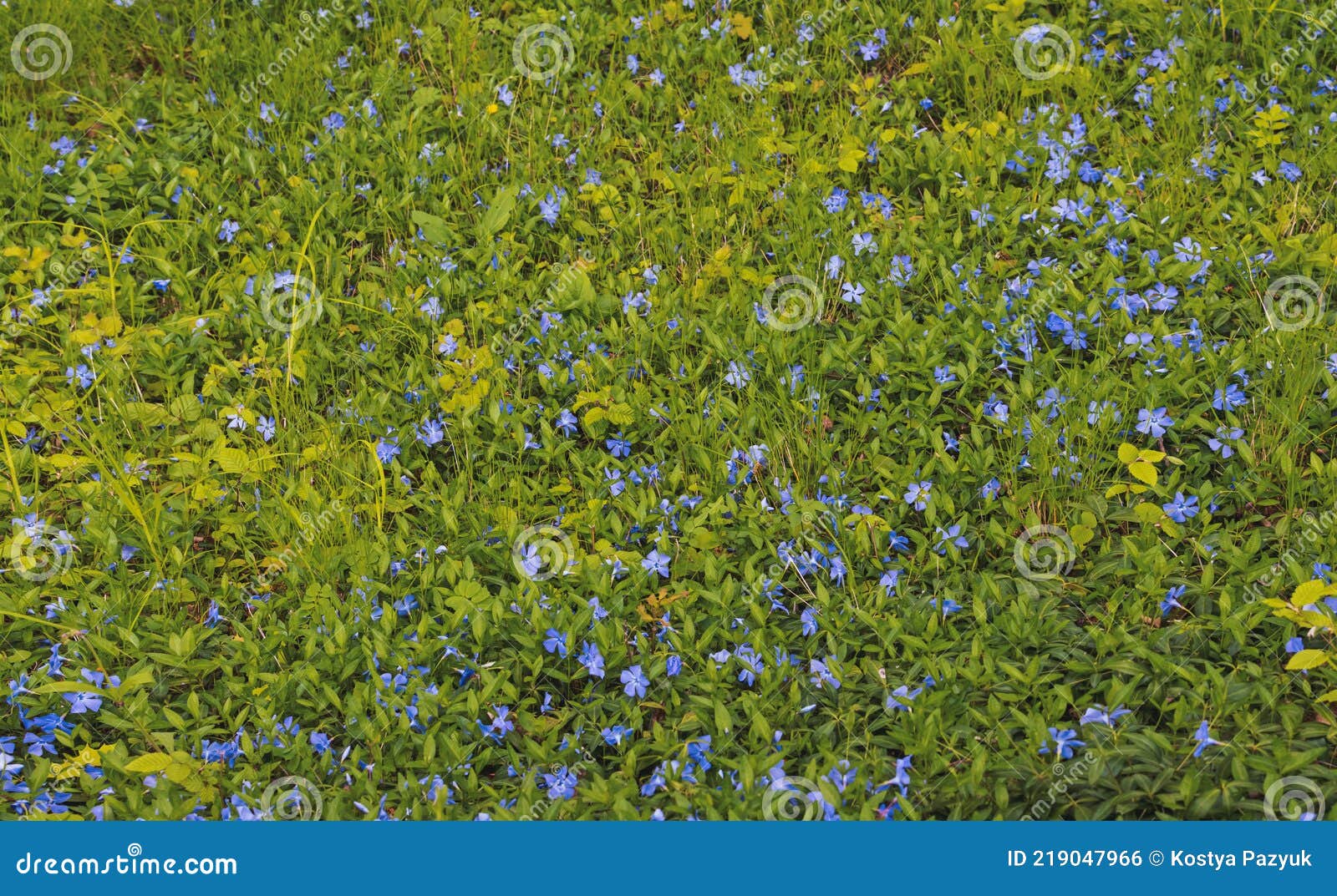 Beautiful Blue Flowers among Lush Greenery Stock Photo - Image of ...