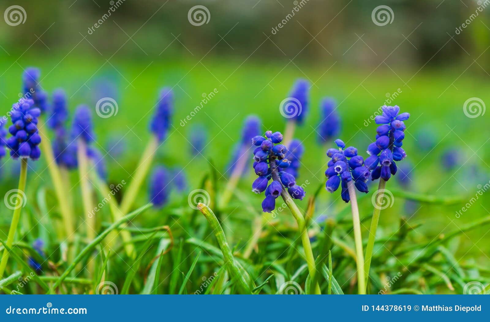 Beautiful Blue Flowers on a Meadow Stock Image - Image of color ...