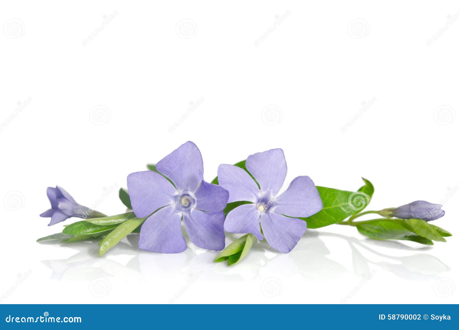 Beautiful Blue Flowers Periwinkle Stock Photo - Image of blue ...