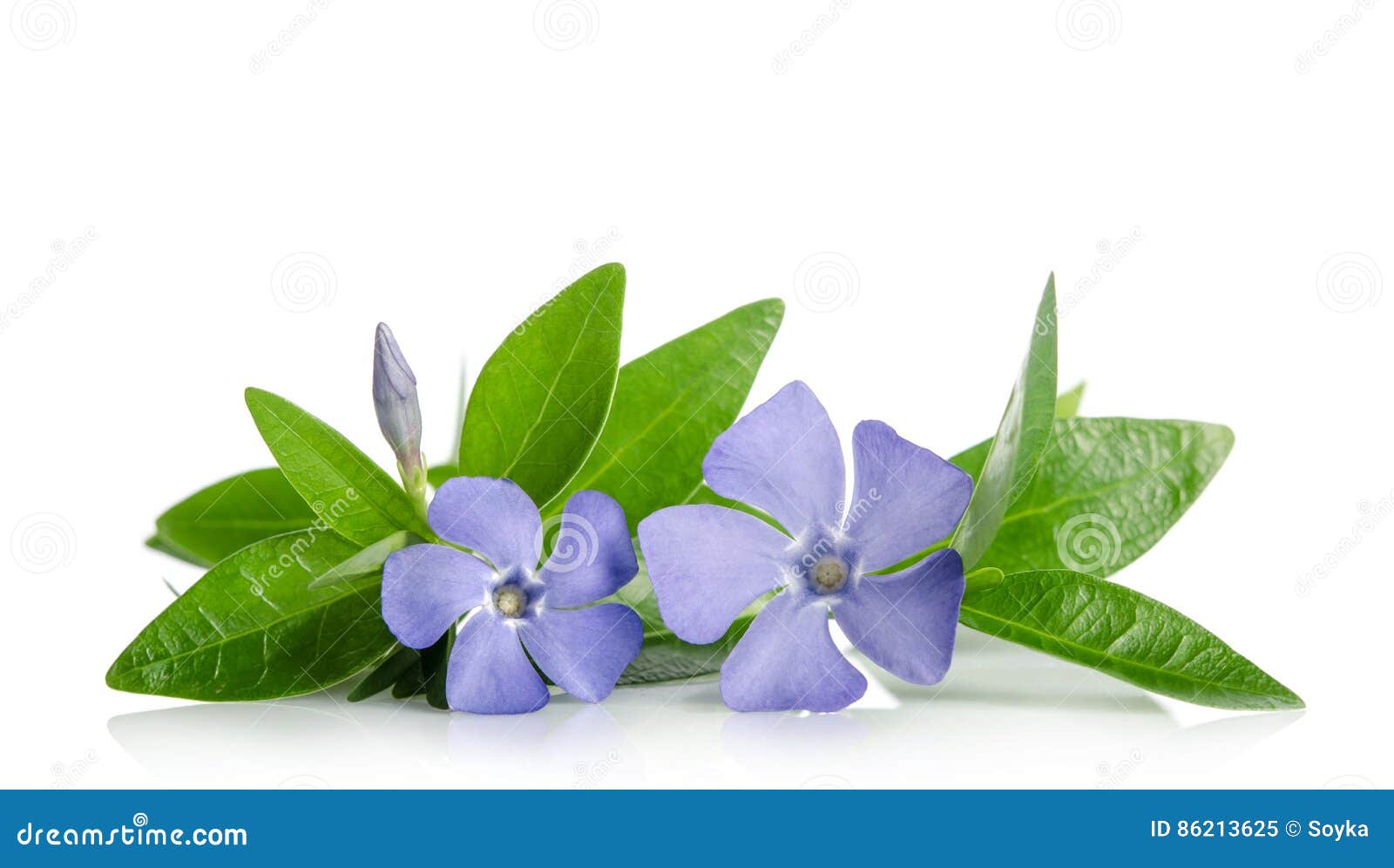 Beautiful Blue Flowers Periwinkle Stock Image - Image of horizontal ...
