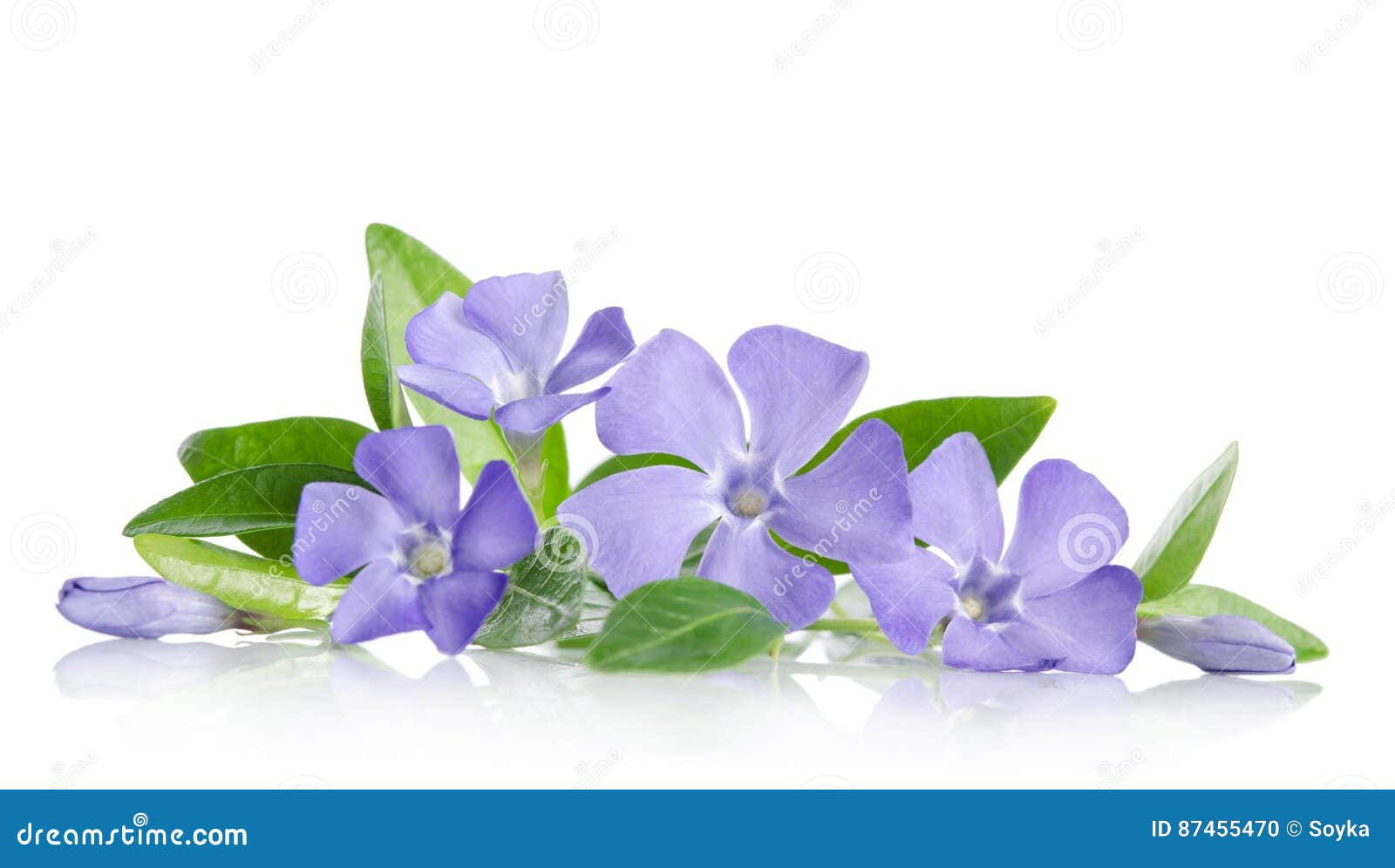 Beautiful Blue Flowers Periwinkle Stock Photo - Image of meadow, major ...