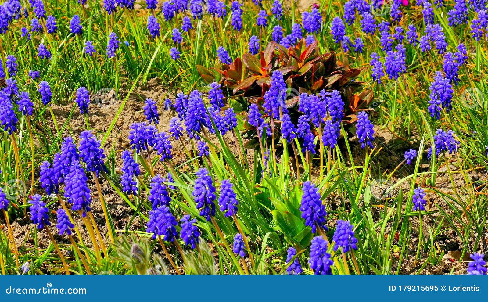 Beautiful Blue Flowers during the Spring Stock Image - Image of ...