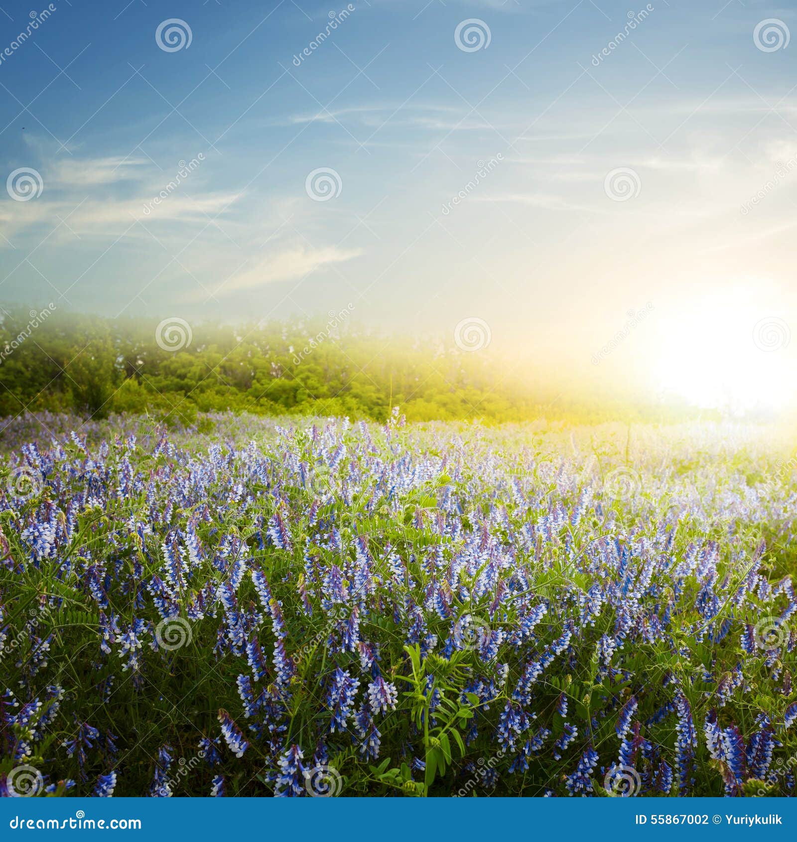 Beautiful Blue Flowers at the Sunset Stock Photo - Image of magnificent ...