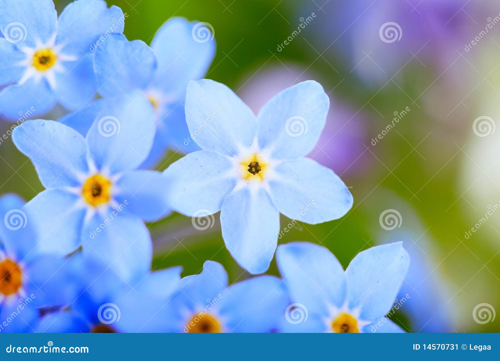 Super Macro Close Up Of Ceratophyllus Gallinae, Known As The Hen Flea ...