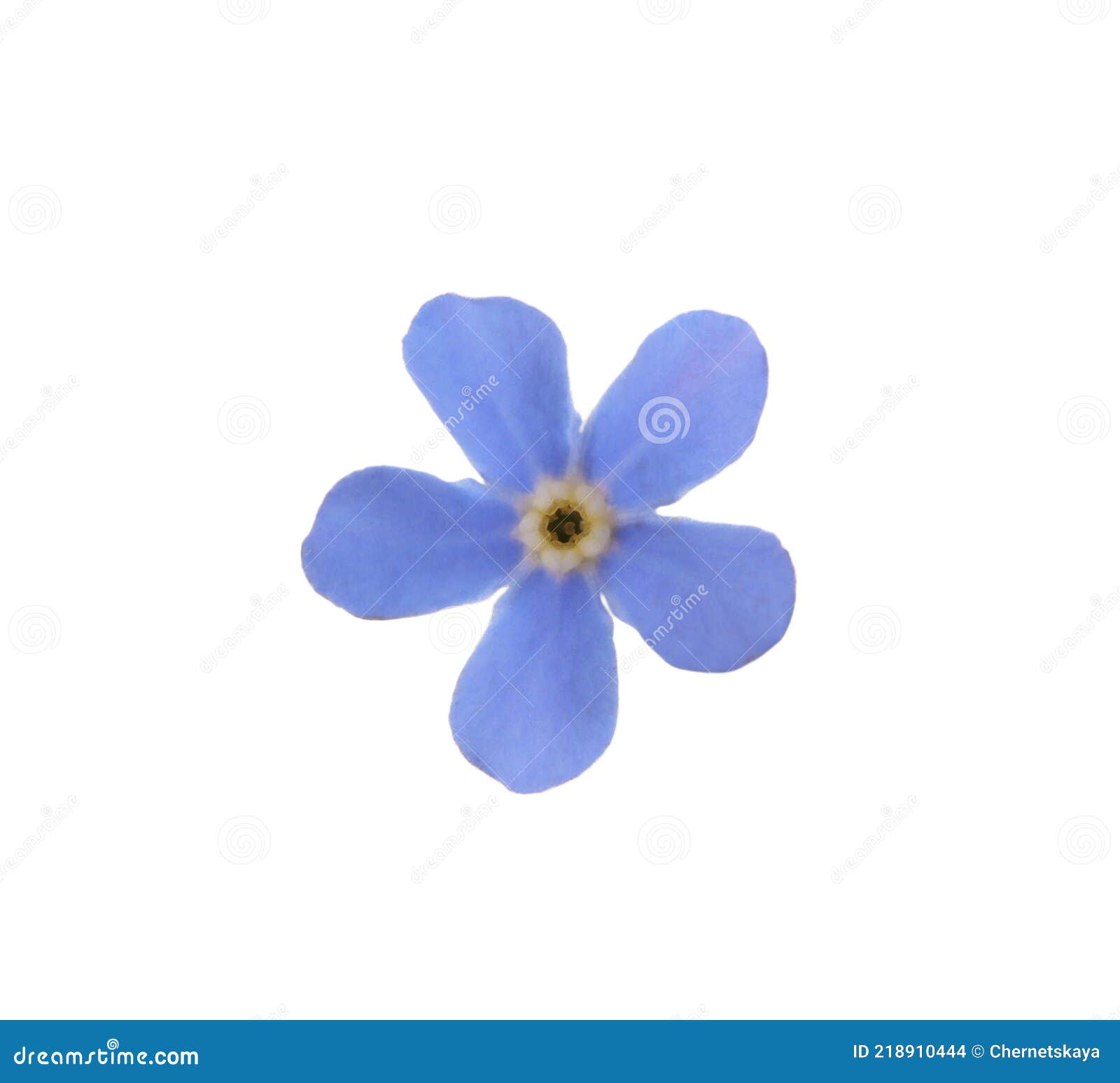 Beautiful Blue Forget-me-not Flower Isolated on White Stock Photo ...