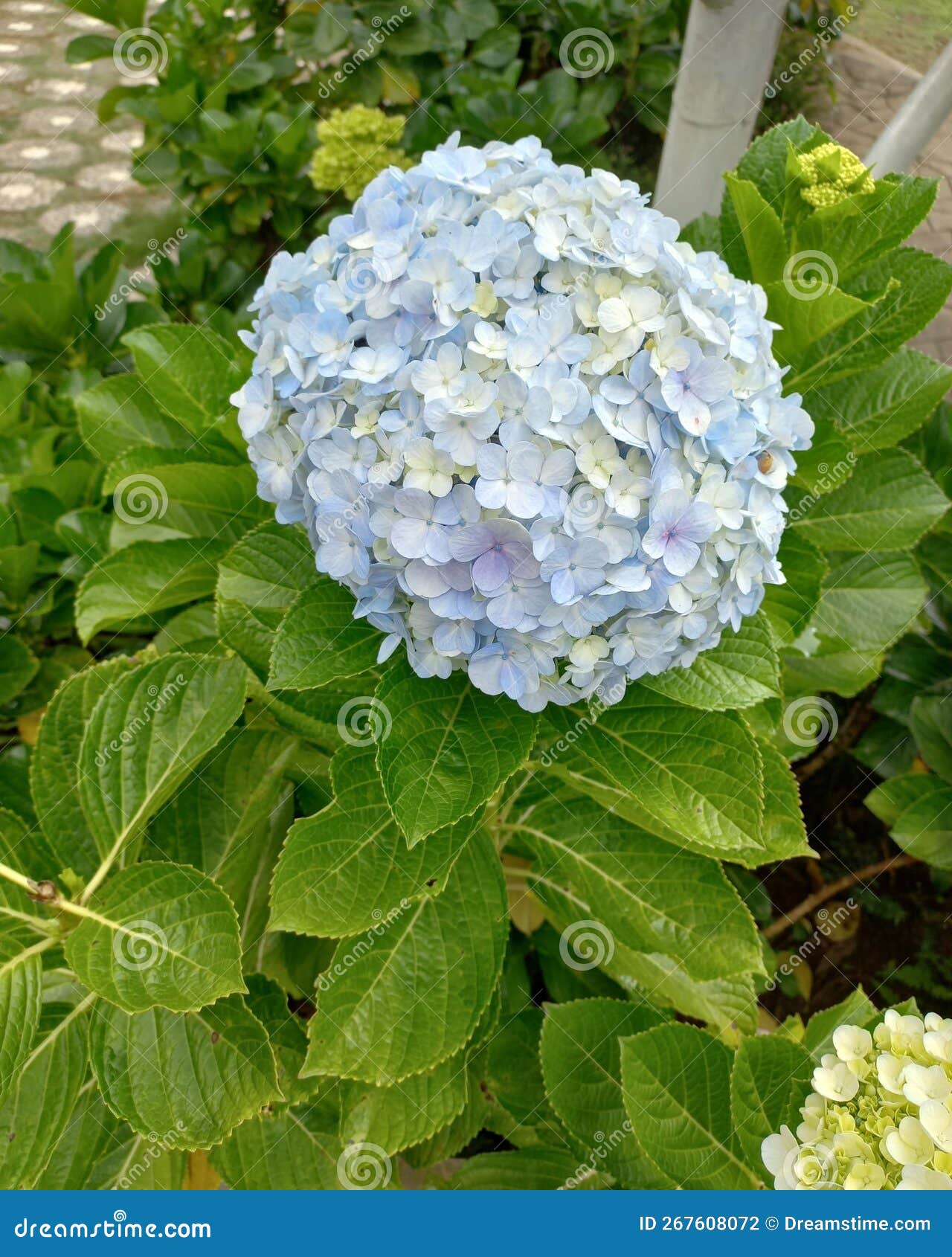 The Beautiful Blue French Hydrangea Stock Photo - Image of beautiful, french: 267608072