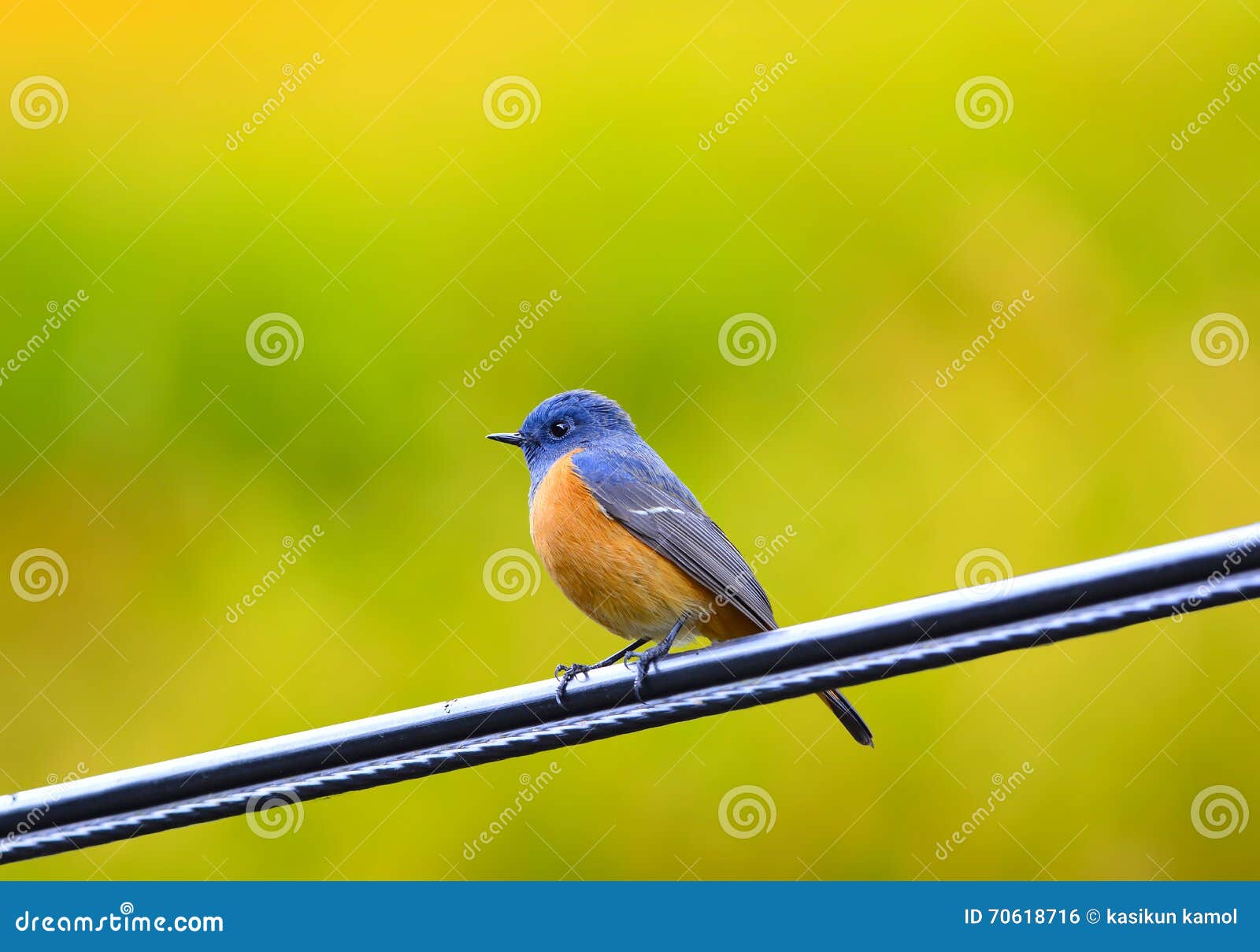 Beautiful of Blue-fronted Redstart (Phoenicurus Frontalis) Bird ...