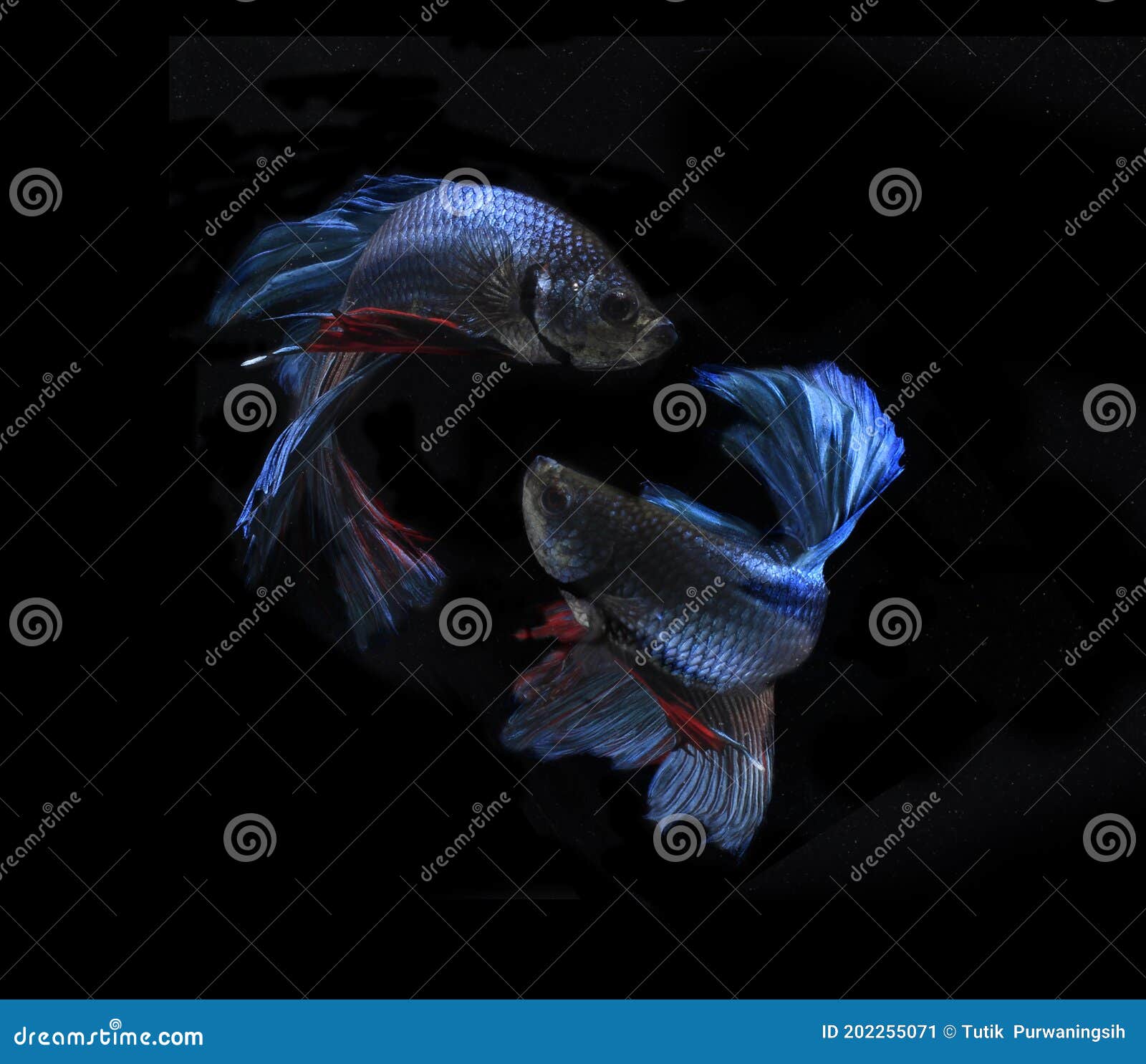 Beautiful BLue Giant Half Moon Betta Fish, at Black Background Stock ...