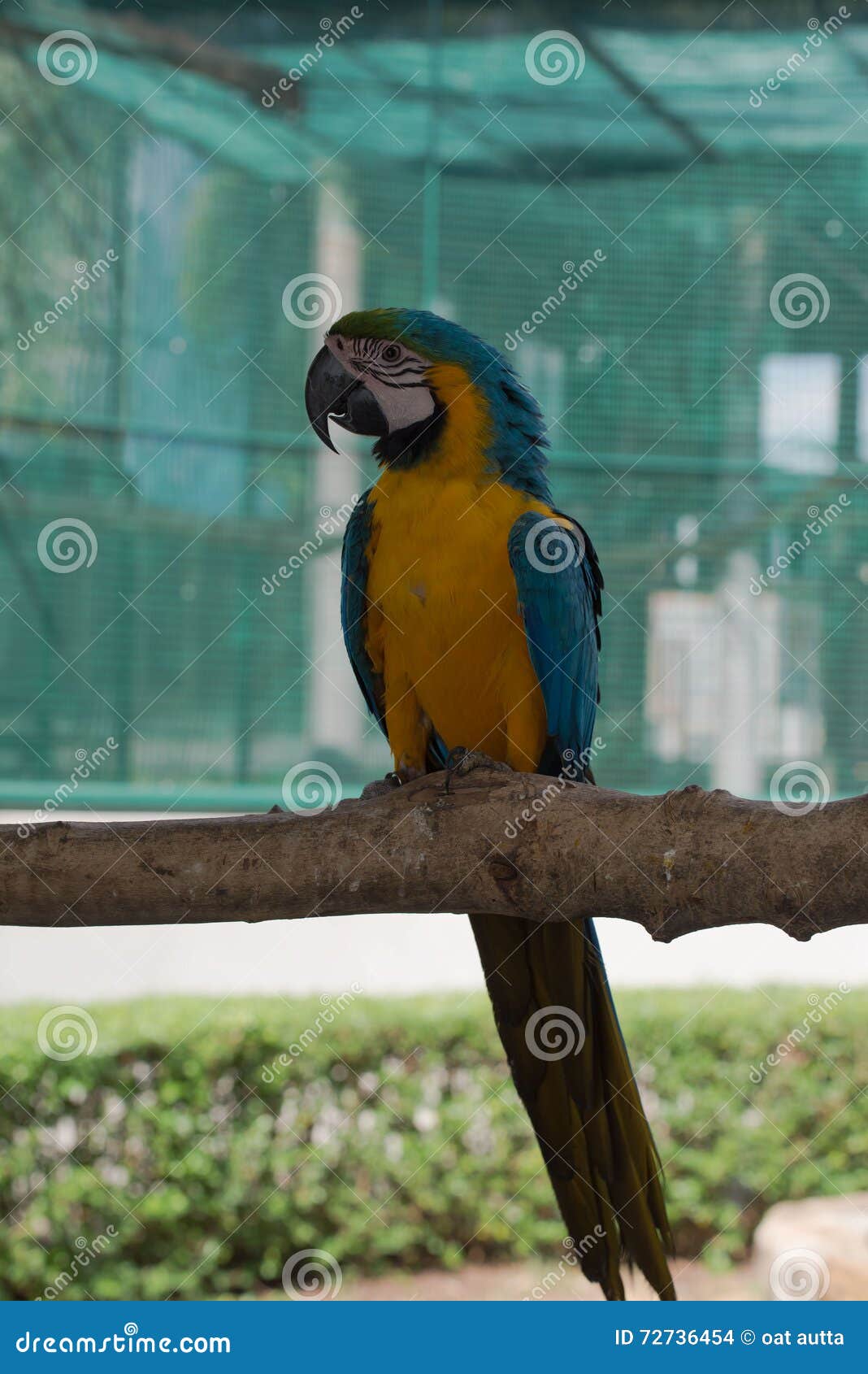 Beautiful Blue and Gold Macaw in the Park, Parrot Stock Photo - Image ...