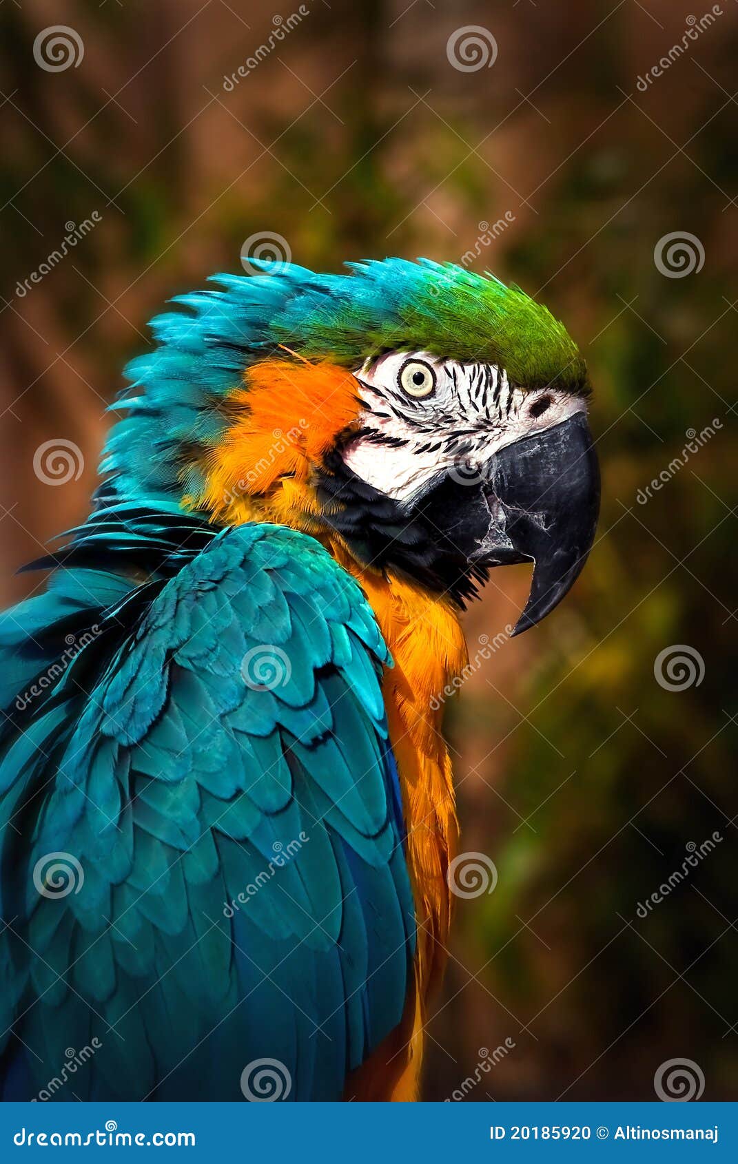 Beautiful Blue and Gold Macaw - Parrot Portrait Stock Photo - Image of ...