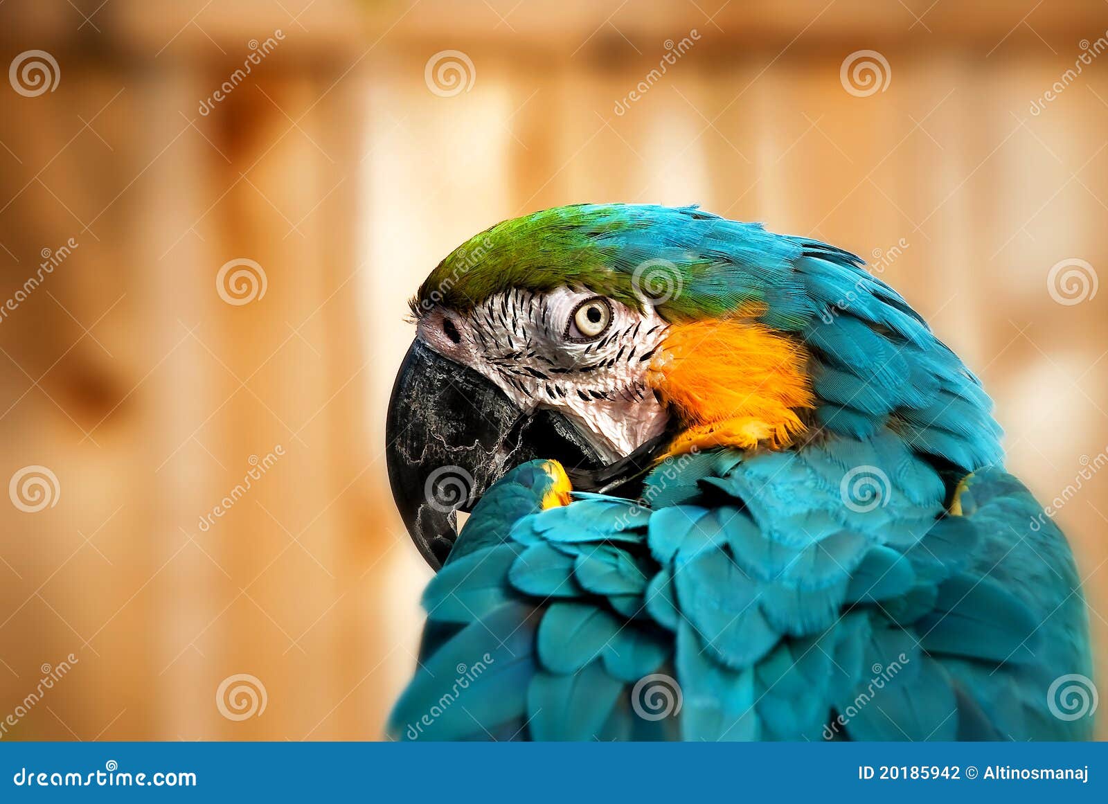 Beautiful Blue and Gold Macaw - Parrot Portrait 7 Stock Photo - Image ...