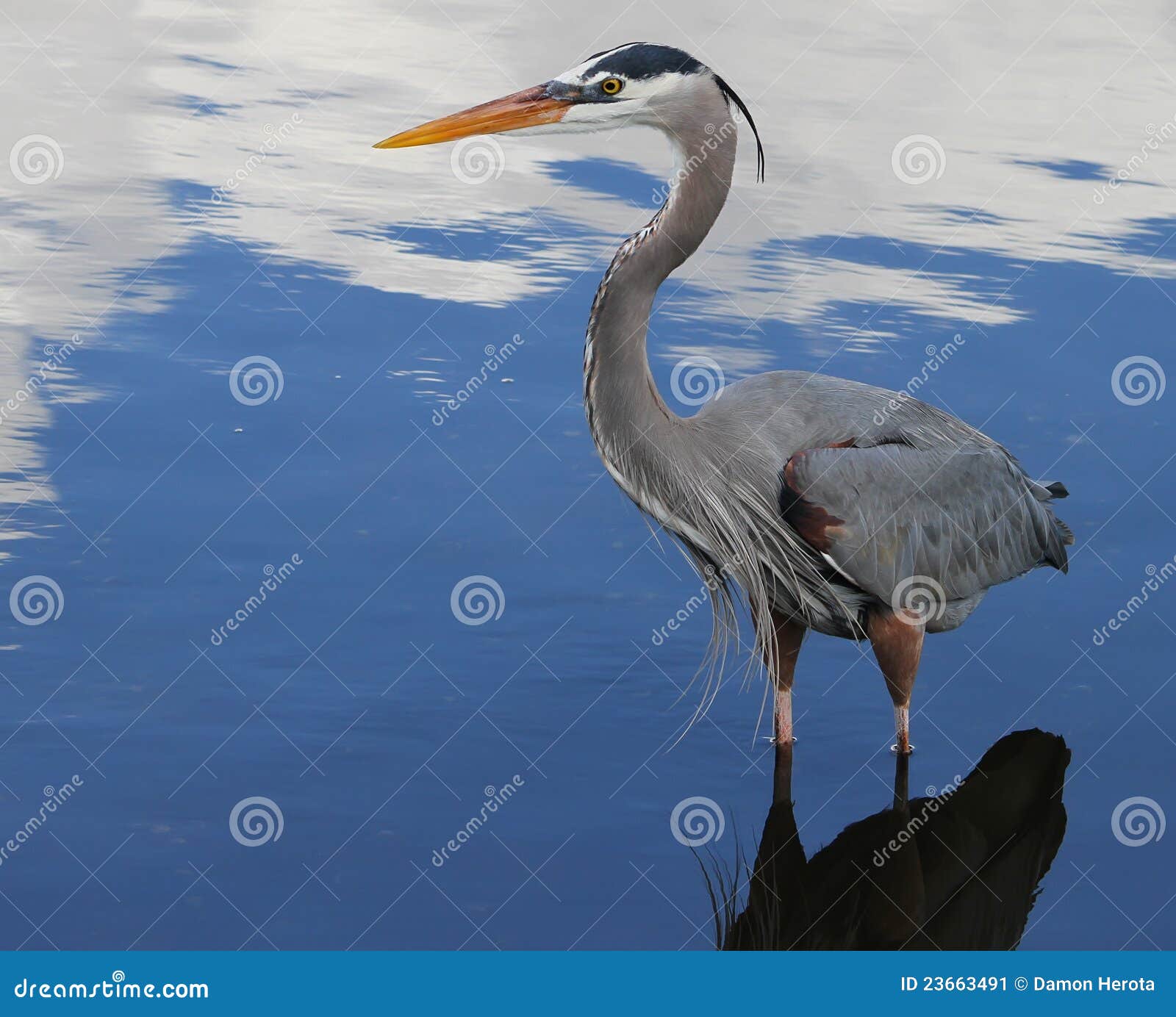Beautiful Blue Heron Bird in Florida Stock Image - Image of dusk, life ...