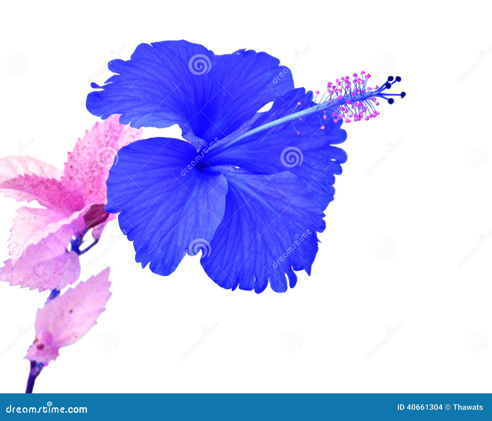 Beautiful Blue Hibiscus Flower Stock Photo - Image of blooming, aloha ...