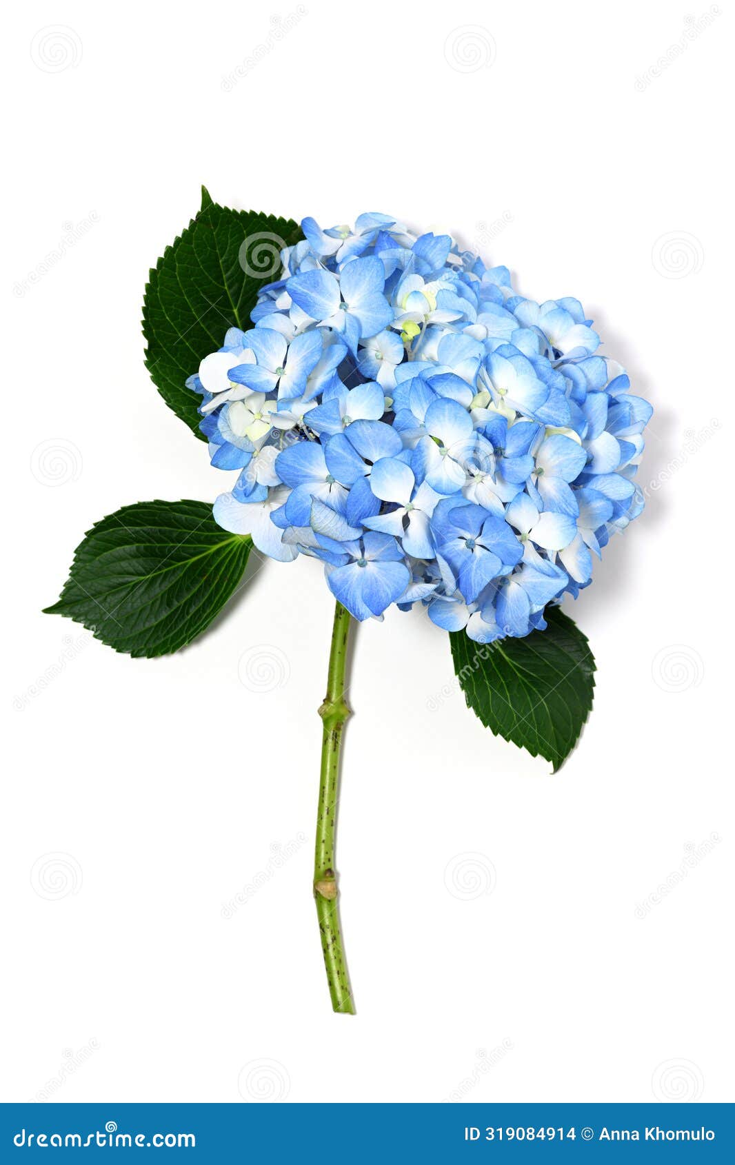 Beautiful blue hydrangea stock photo. Image of greeting - 319084914