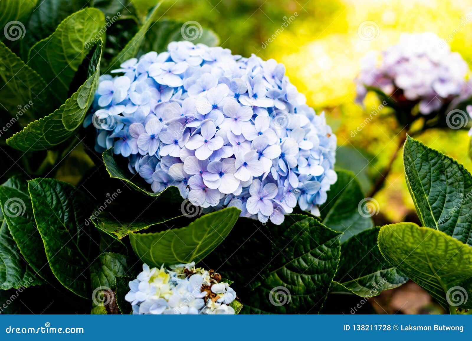 Beautiful Blue Hydrangea Flower Blooming in Spring in the Garden and ...