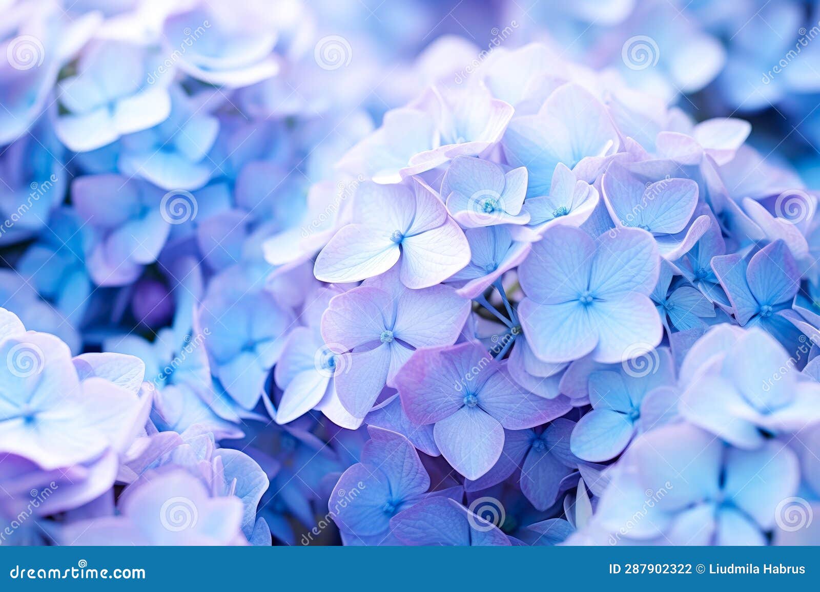 Beautiful Blue Hydrangea Flowers As Background, Closeup Stock ...