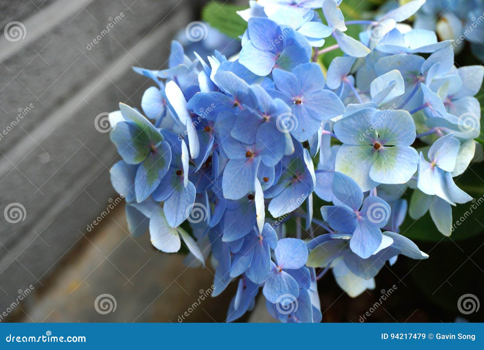 Beautiful Blue Hydrangea Flowers Stock Image - Image of outside, road ...