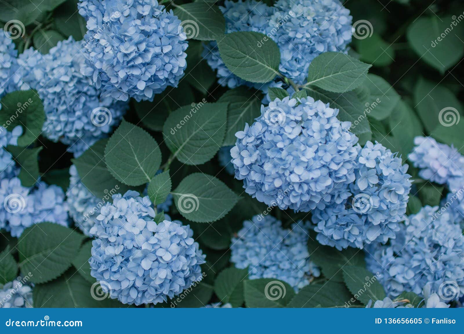 Beautiful Blue Hydrangeas Flower Background Stock Image - Image of ...
