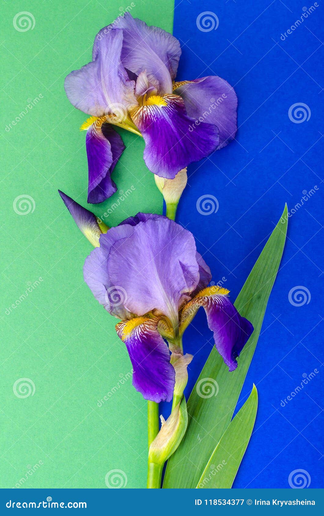 Beautiful Blue Iris on Bright Colored Background Stock Image - Image of ...