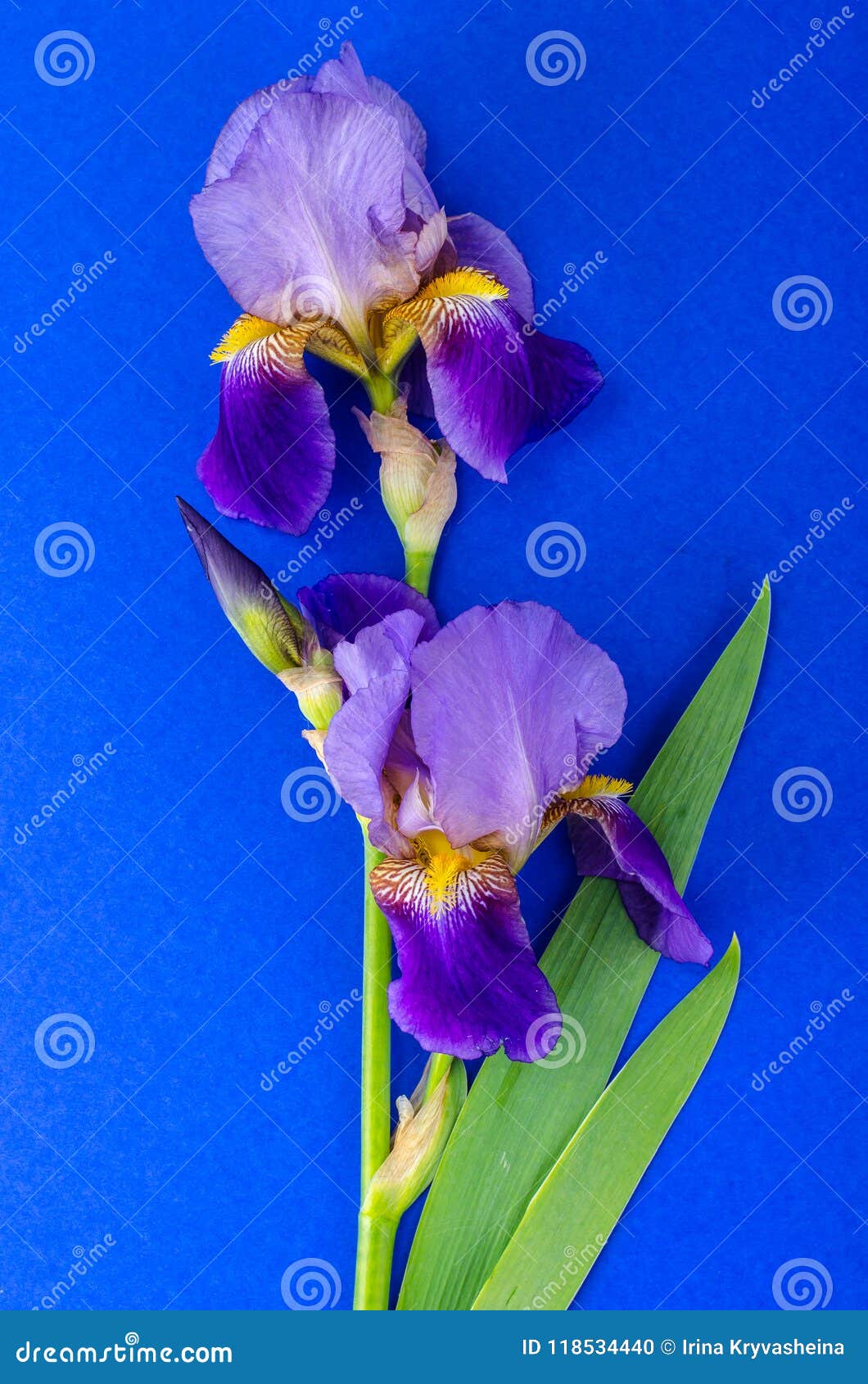 Beautiful Blue Iris on Bright Colored Background Stock Photo - Image of ...