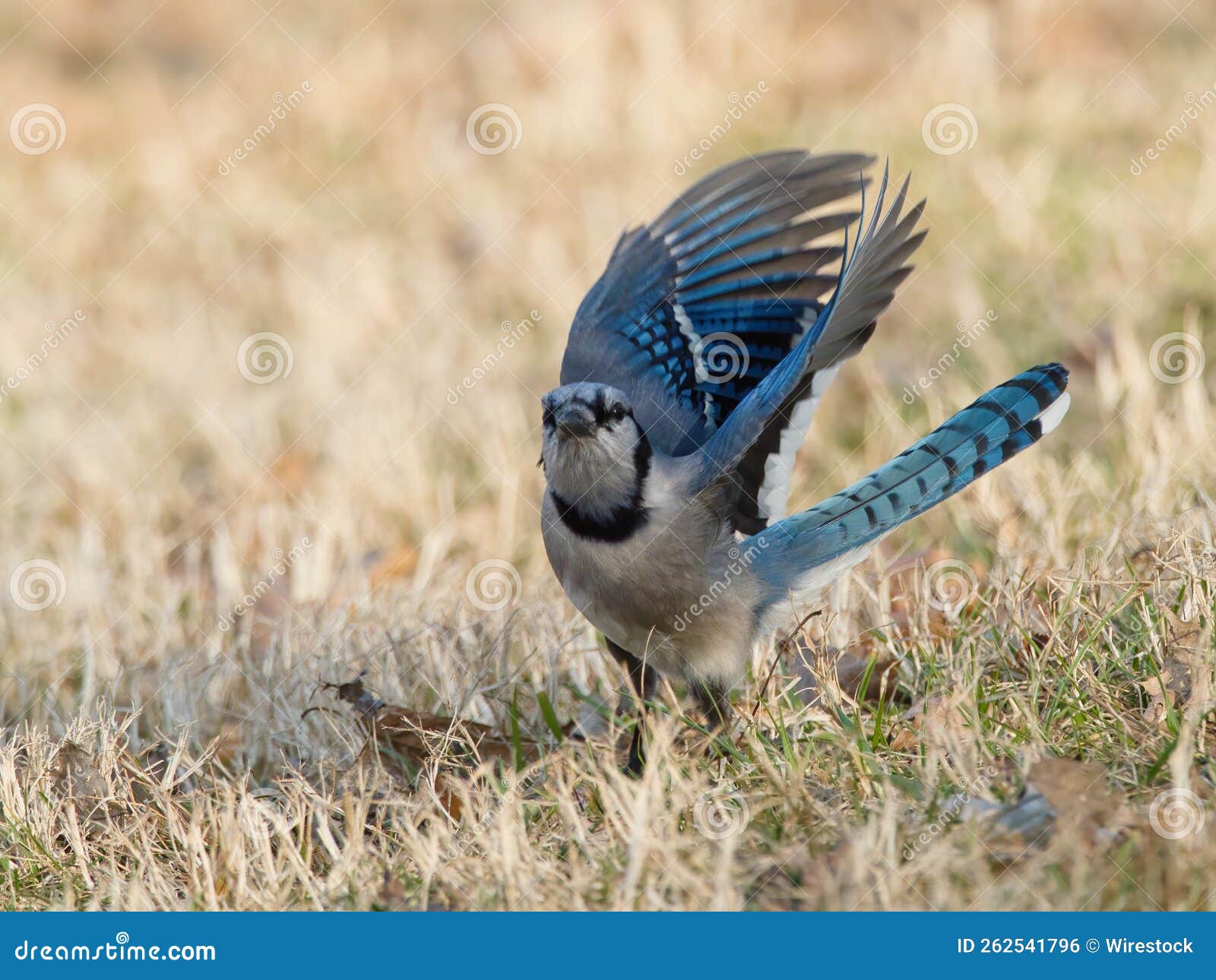 Beautiful Blue Jay Bird with Open Wings Stock Photo - Image of ...