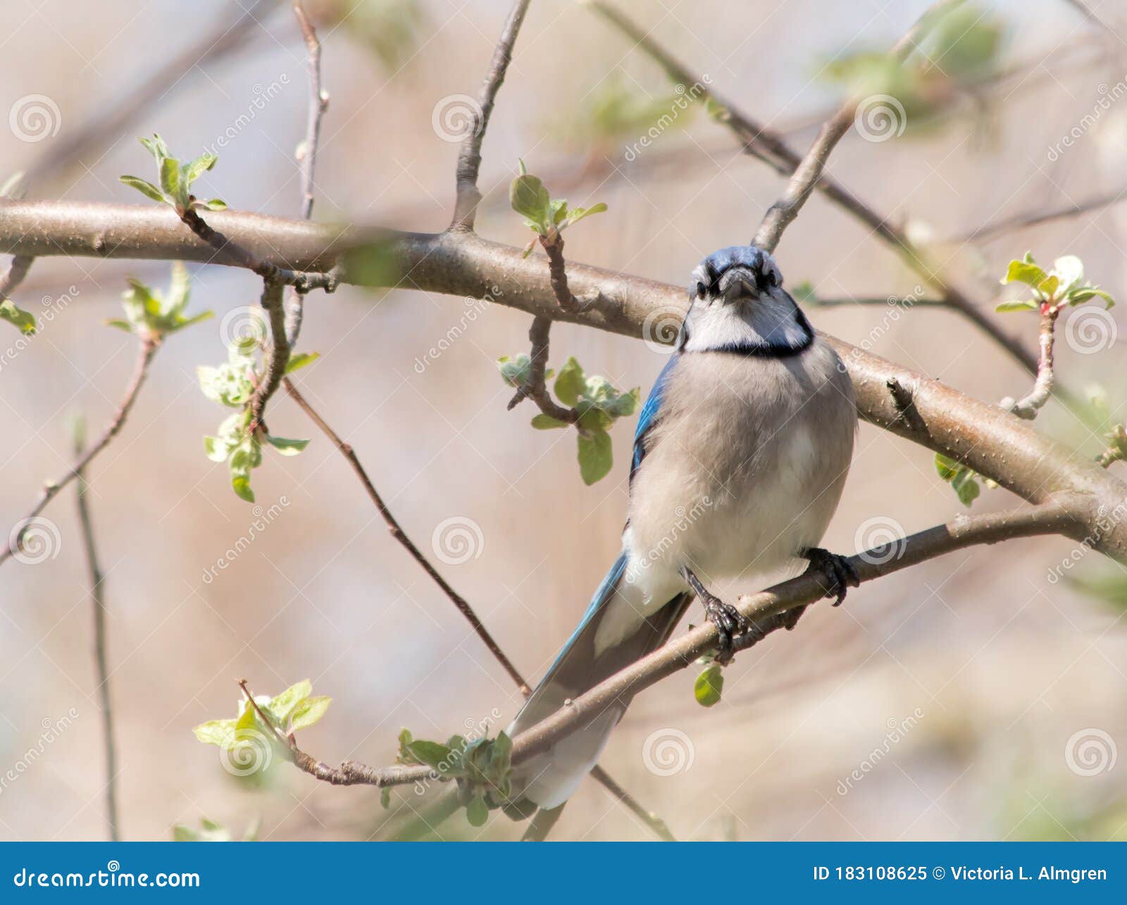 Beautiful Blue Jay Perched in Apple Tree in Spring Stock Image - Image ...