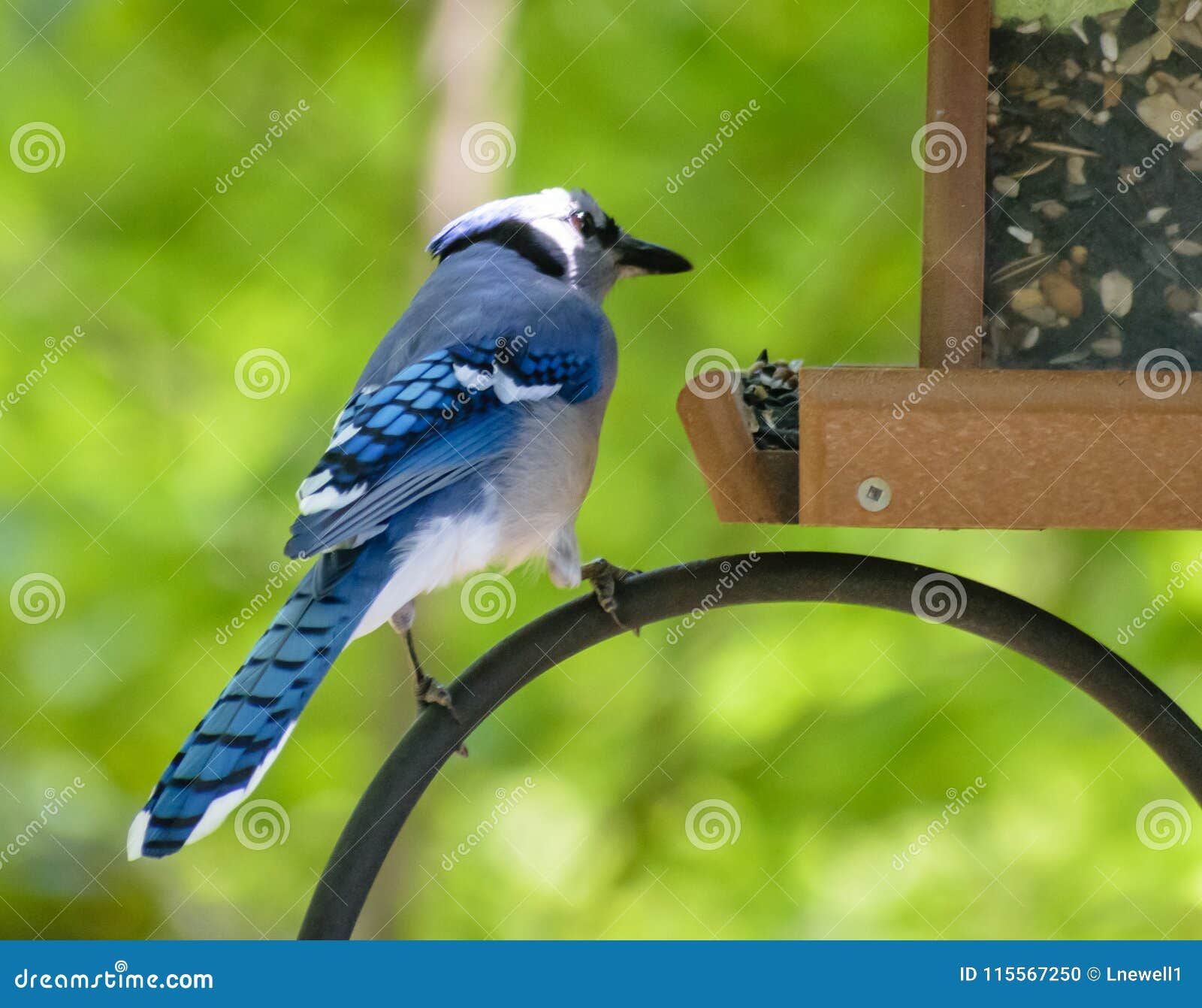 Beautiful Blue Jay Perched on Bird Feeder Stock Photo - Image of ...