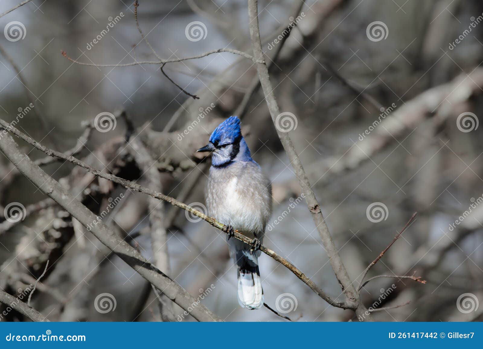 Beautiful Blue Jay Perched on a Branch Stock Photo - Image of songbird ...