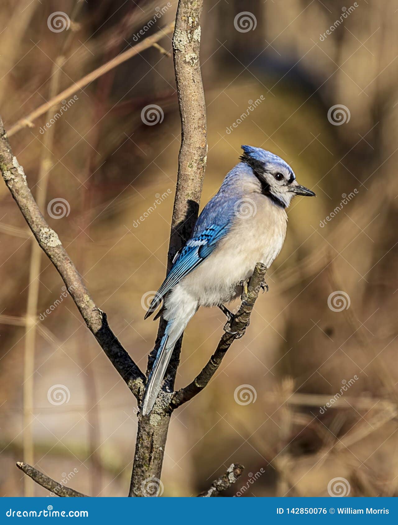 A Beautiful Blue Jay Perching. Stock Photo - Image of bossy, beak ...