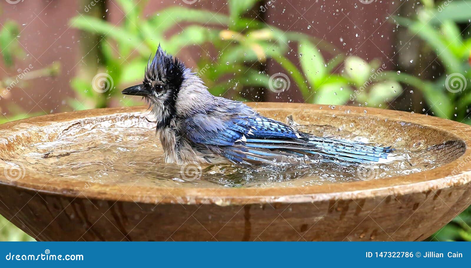 Beautiful Blue Jay Splashing Around in a Birdbath Stock Photo - Image ...
