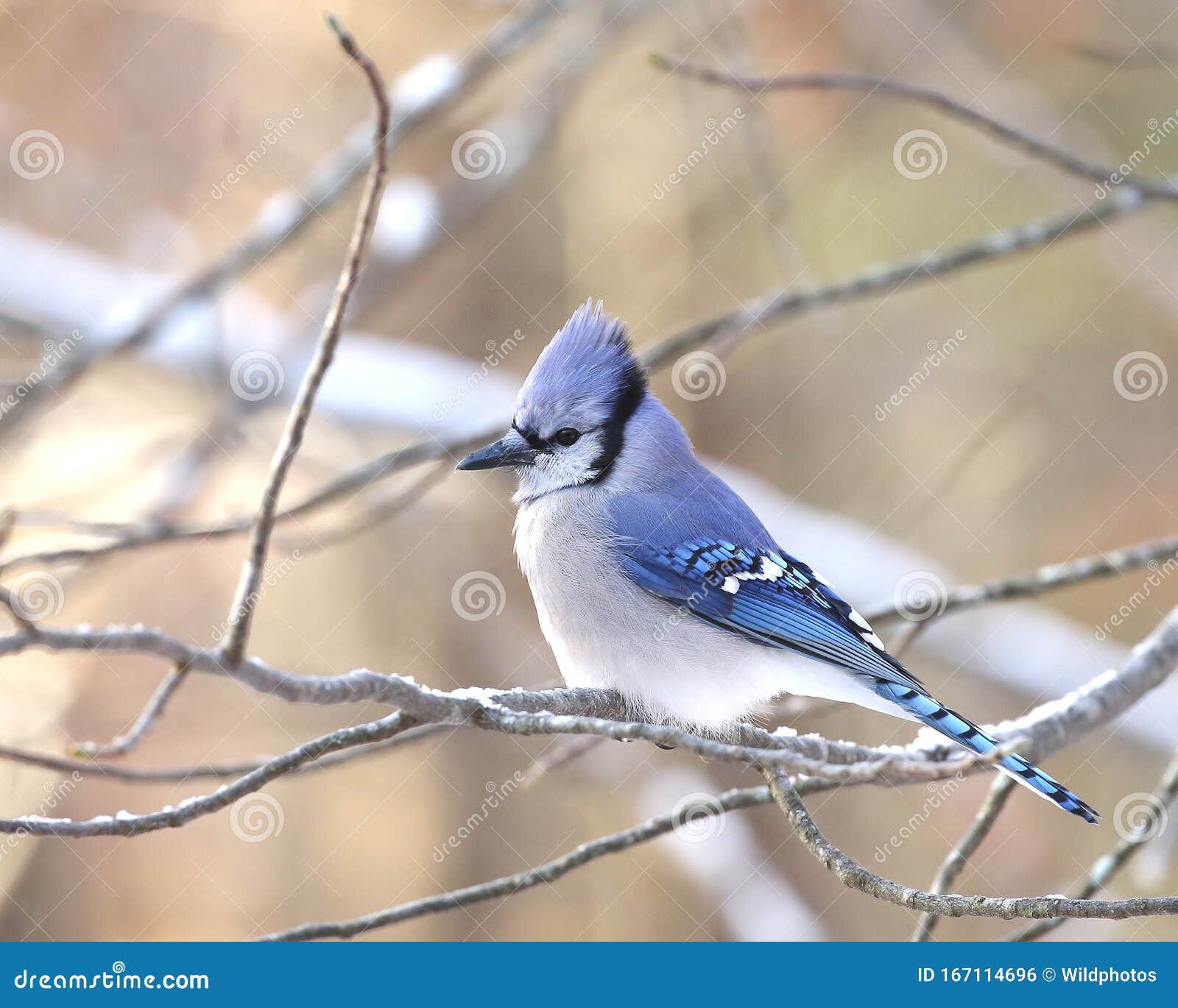 Beautiful Blue Jay in Winter Stock Photo - Image of blue, backyard ...